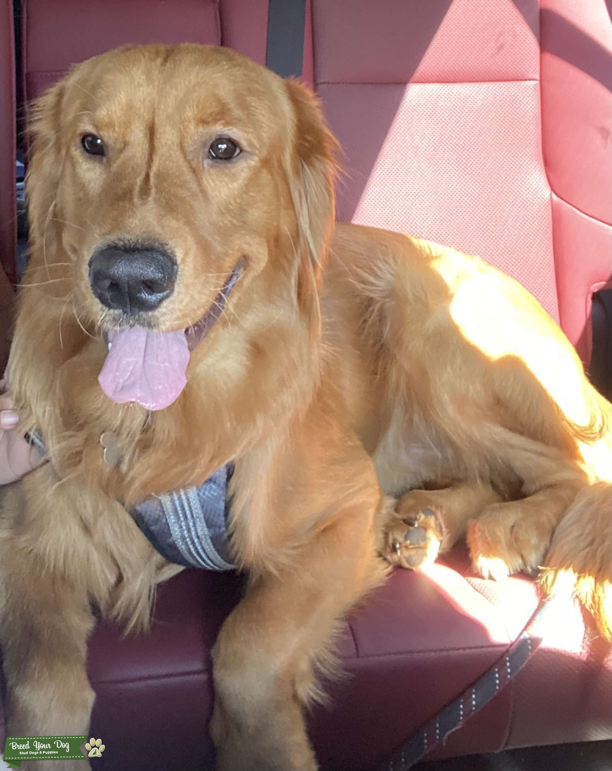 Dark Golden Retriever - Stud Dog in California, Los Angeles , United ...