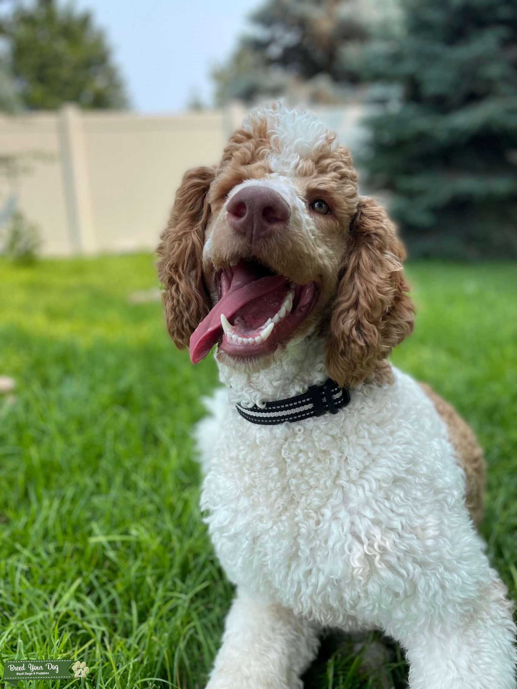 Red and White Standard Parti Poodle Stud - Stud Dog Kennewick ...