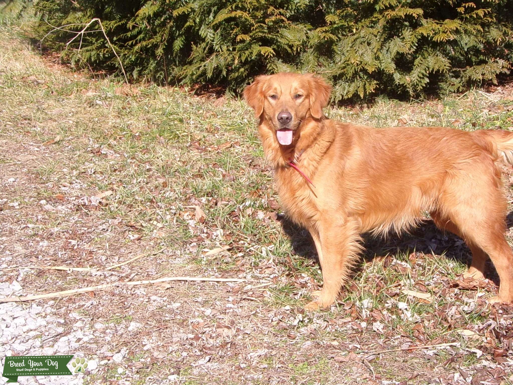 golden retriever AKC DNA OFA - Stud Dog TN - Breed Your Dog