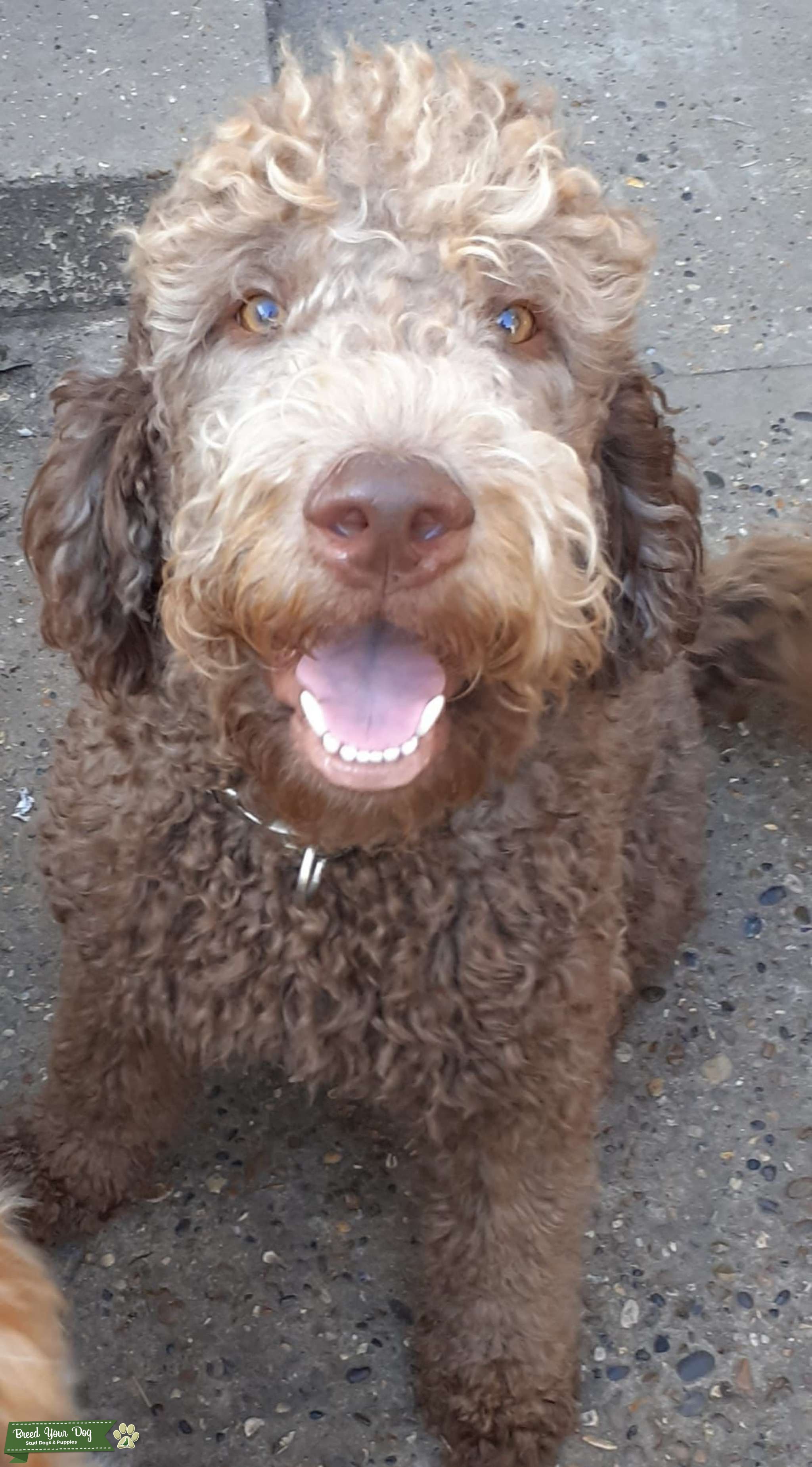 Standard F3 Multi Gene Labradoodle. Fully DNA tested Hipand Elbow ...