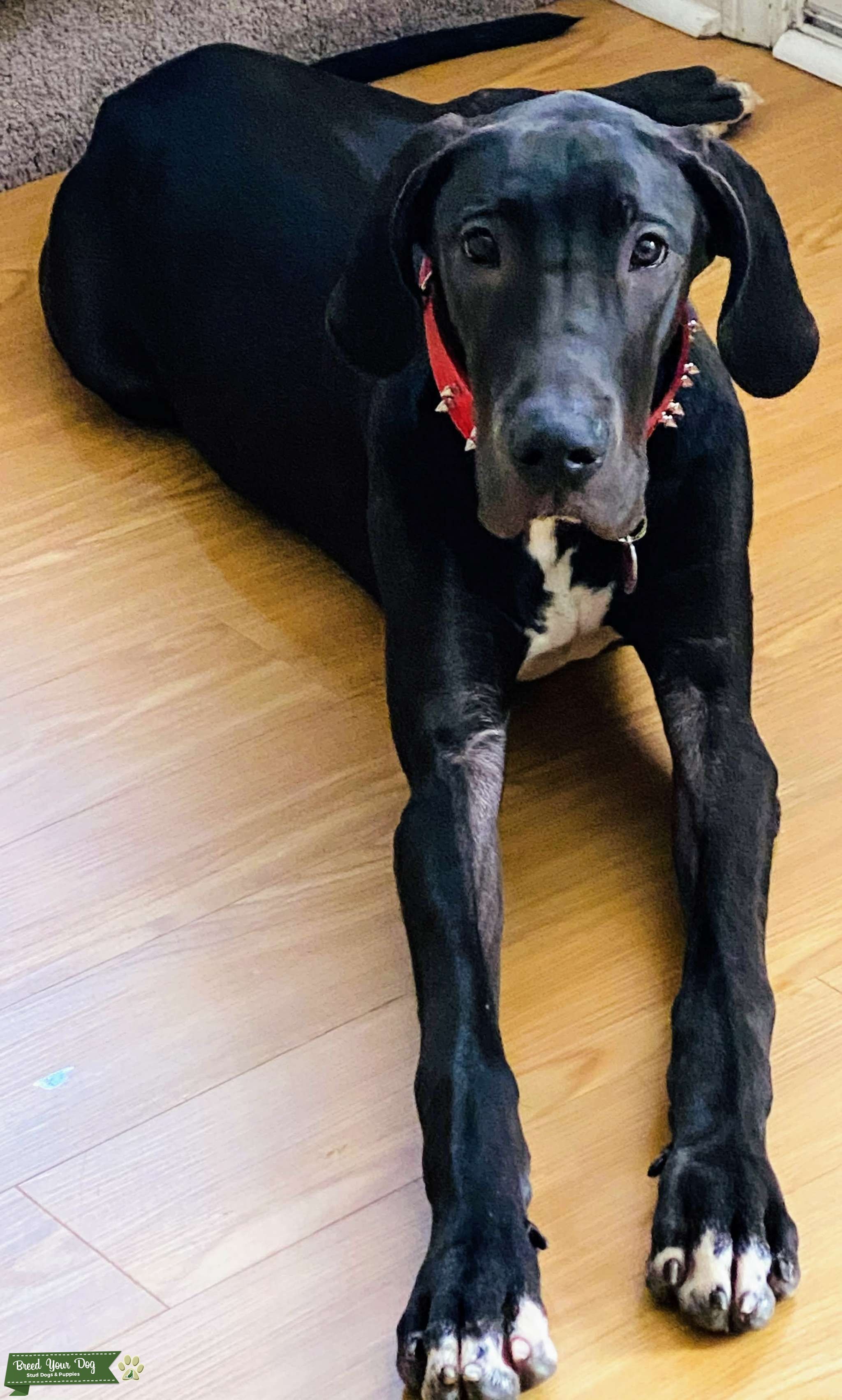 Black w/White Pure Great Dane - Stud Dog in GA, United States | Breed ...