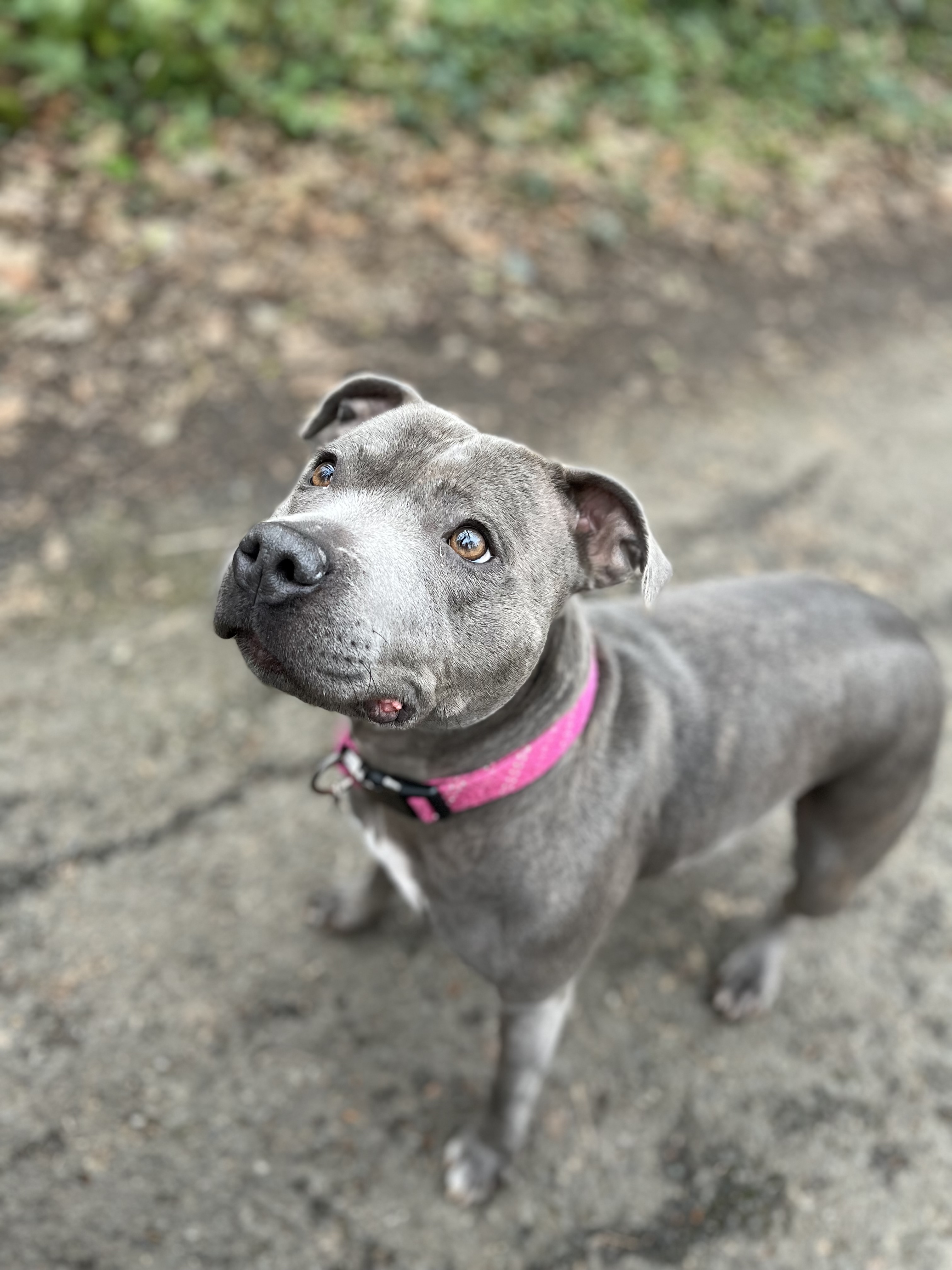 Blue staffy - Stud Dog in Devon , United Kingdom | Breed Your Dog