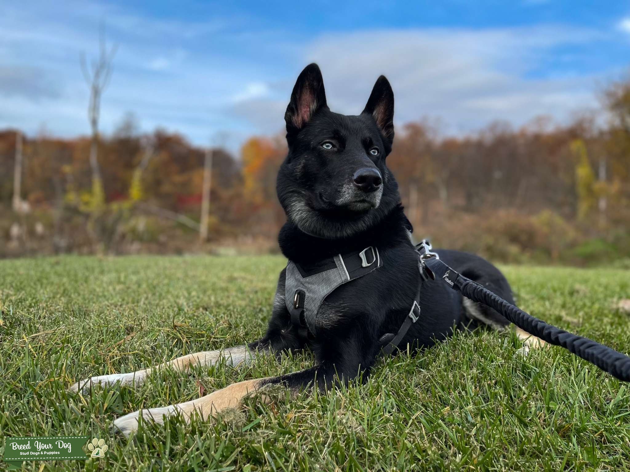 Handsome Shepsky - Stud Dog in NYC, United States | Breed Your Dog