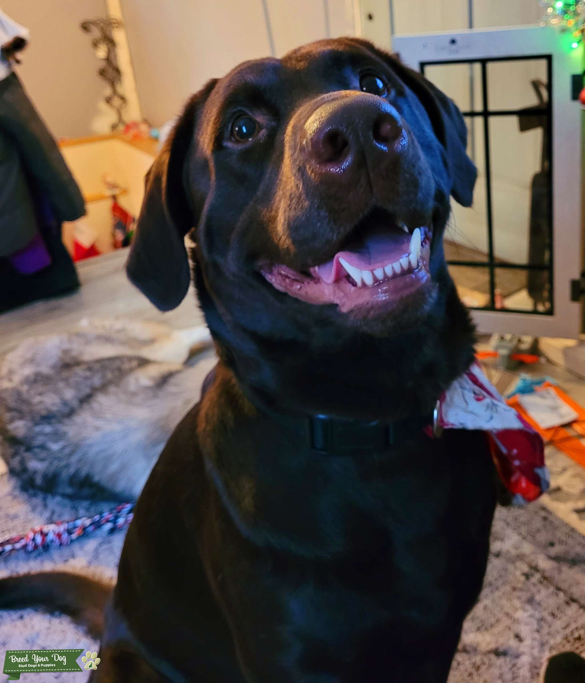 Dark Chocolate Labrador - Stud Dog Oregon - Breed Your Dog