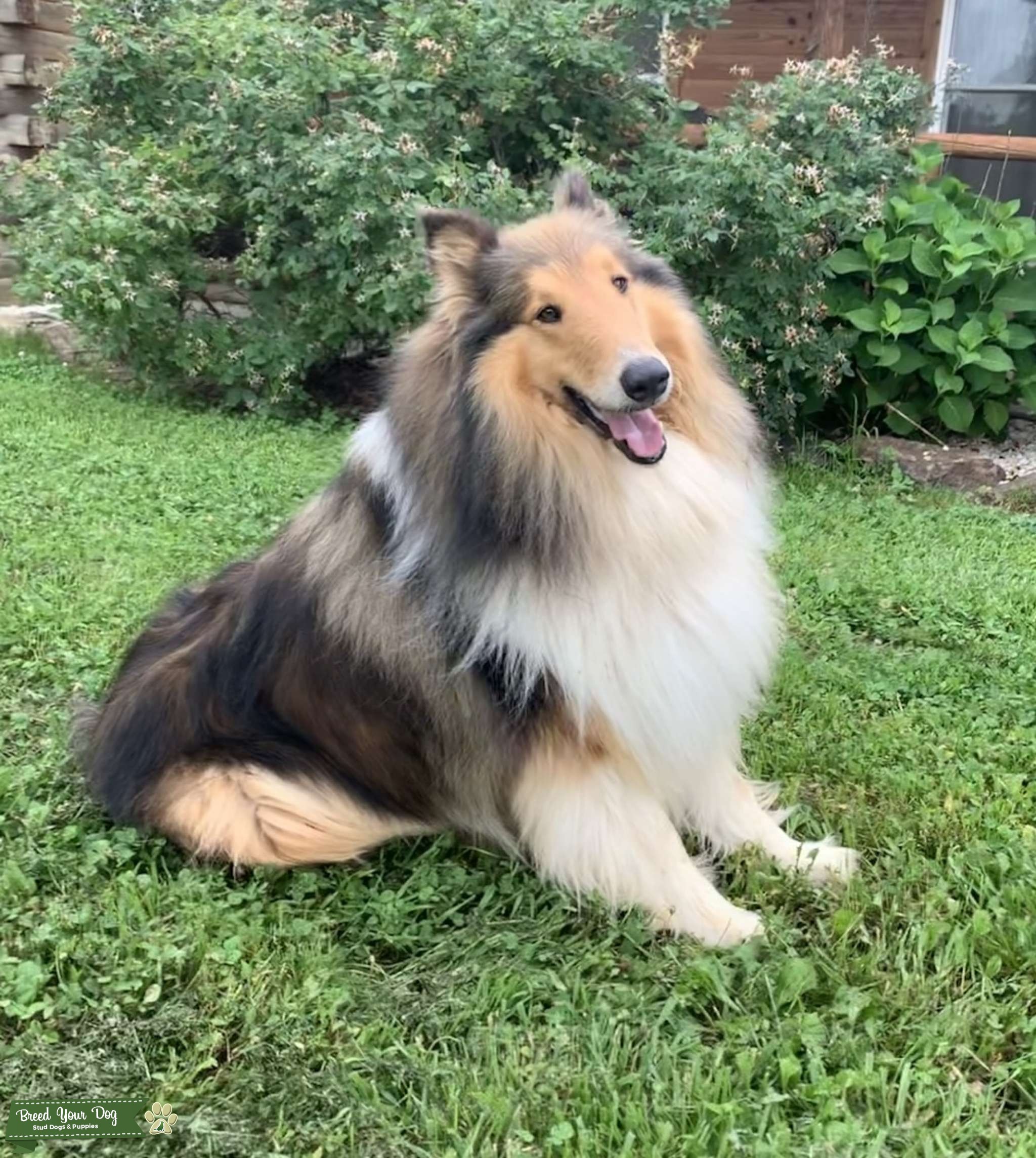 Stud - Stud Dog in Midwest, the United States | Breed Your Dog