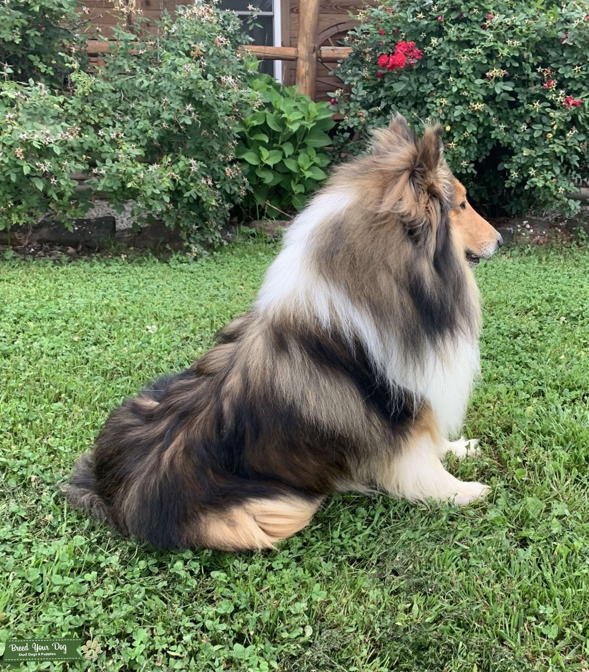 Stud - Stud Dog Midwest - Breed Your Dog