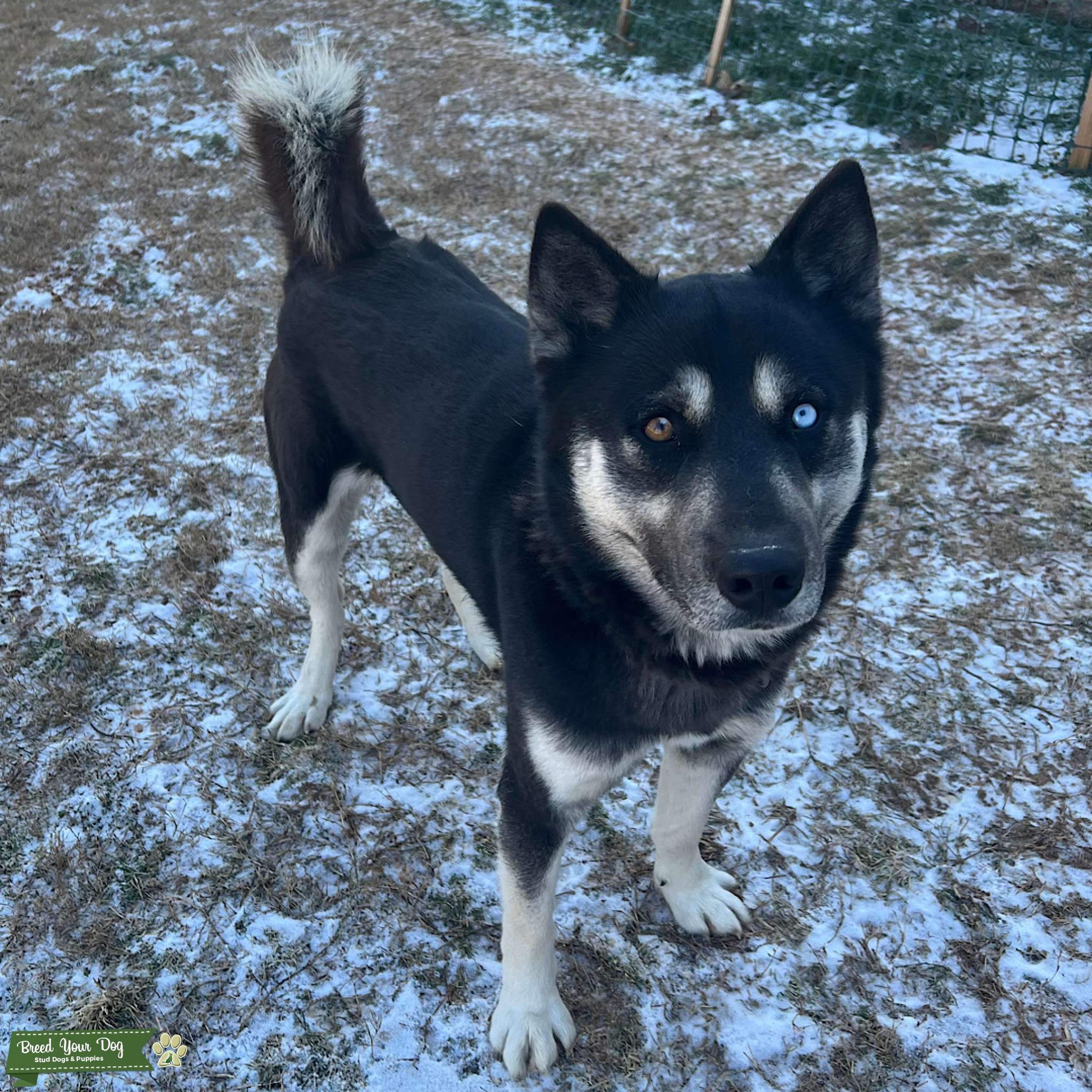 AKC Siberian Husky Stud - Stud Dog Kentucky - Breed Your Dog