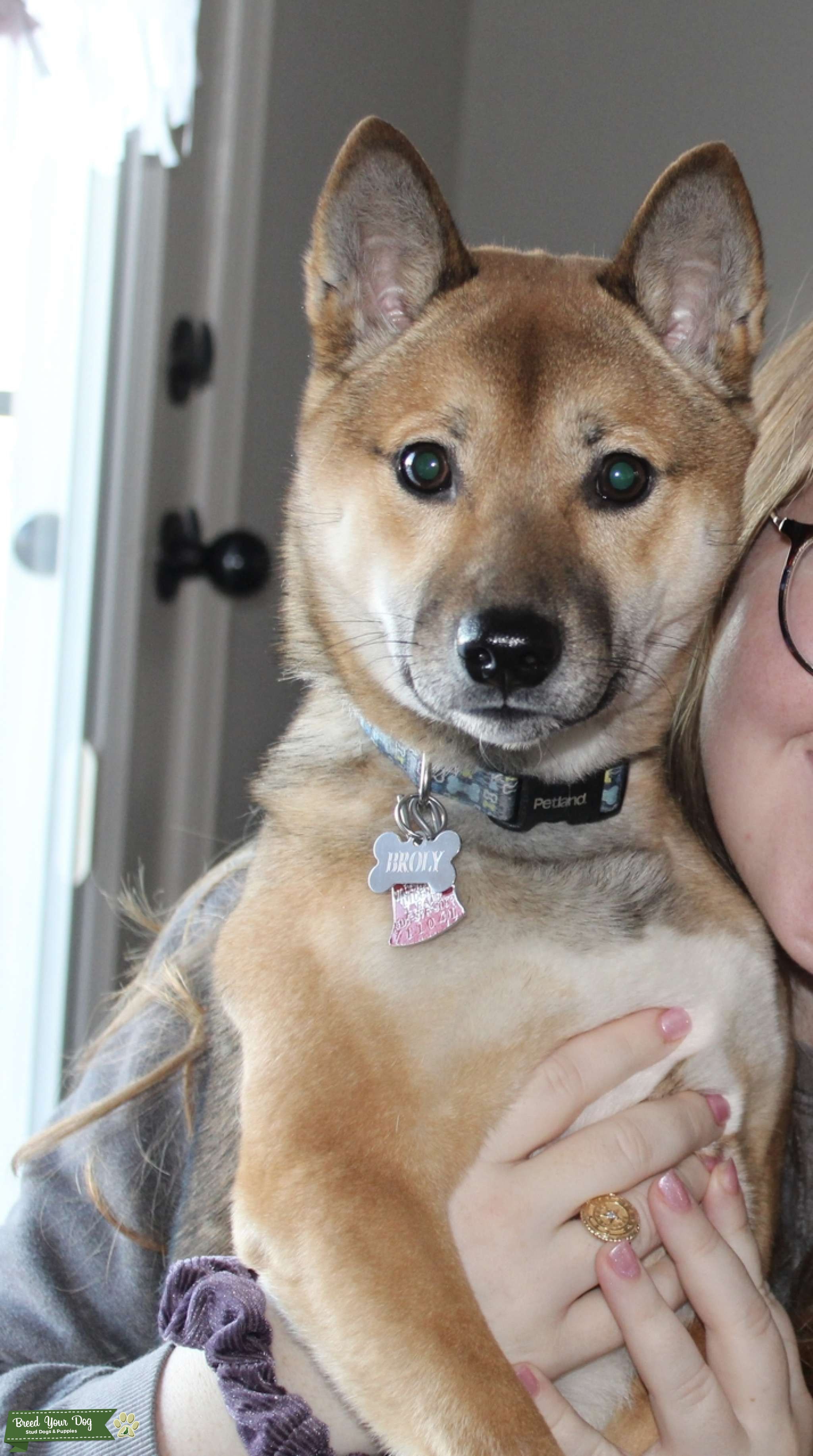 Sesame Shiba Inu - Stud Dog in Arkansas, Australia | Breed Your Dog