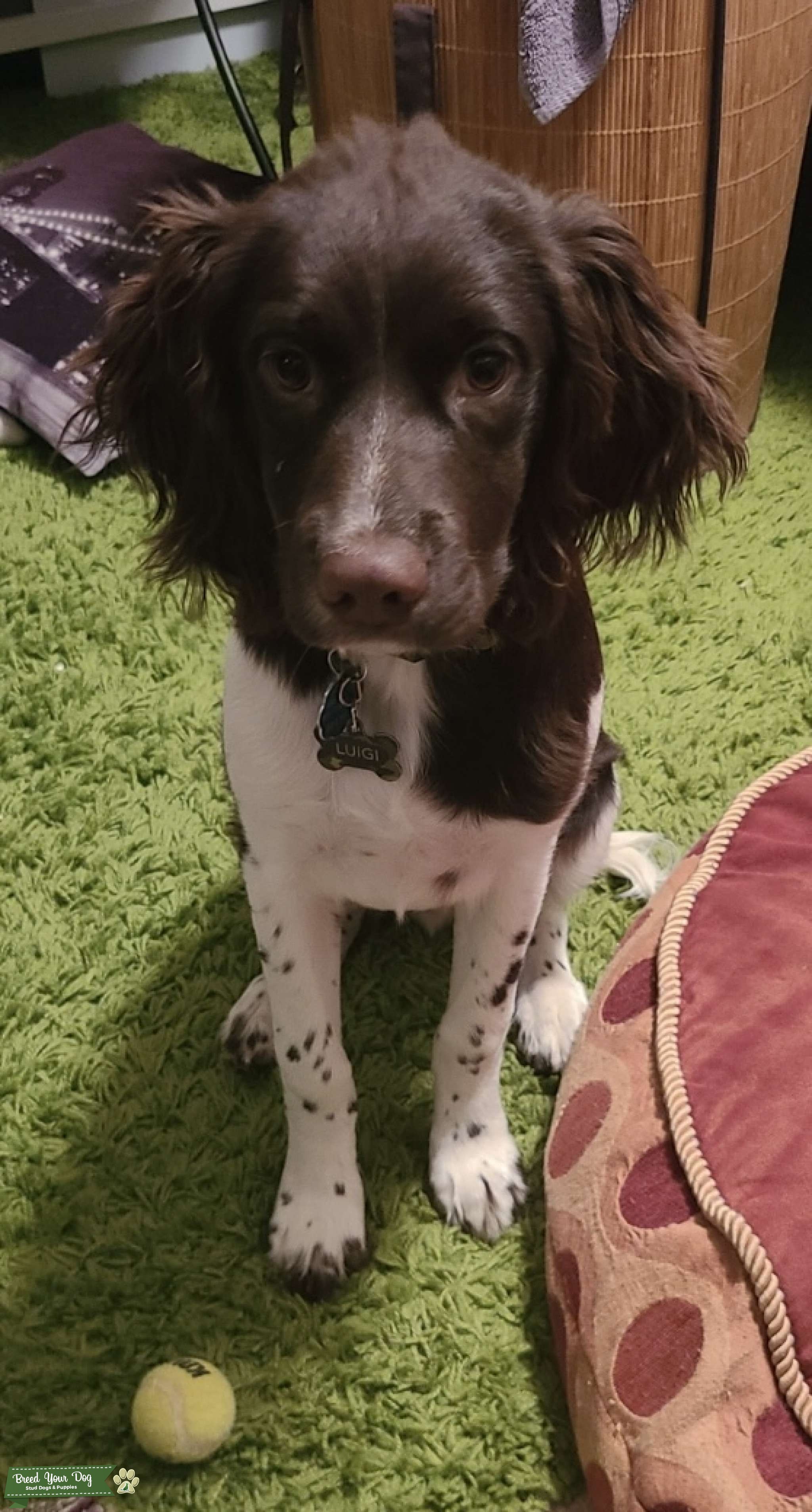 Field Bred English Springer Spaniel L/W Male (Full AKC) - Stud Dog in ...