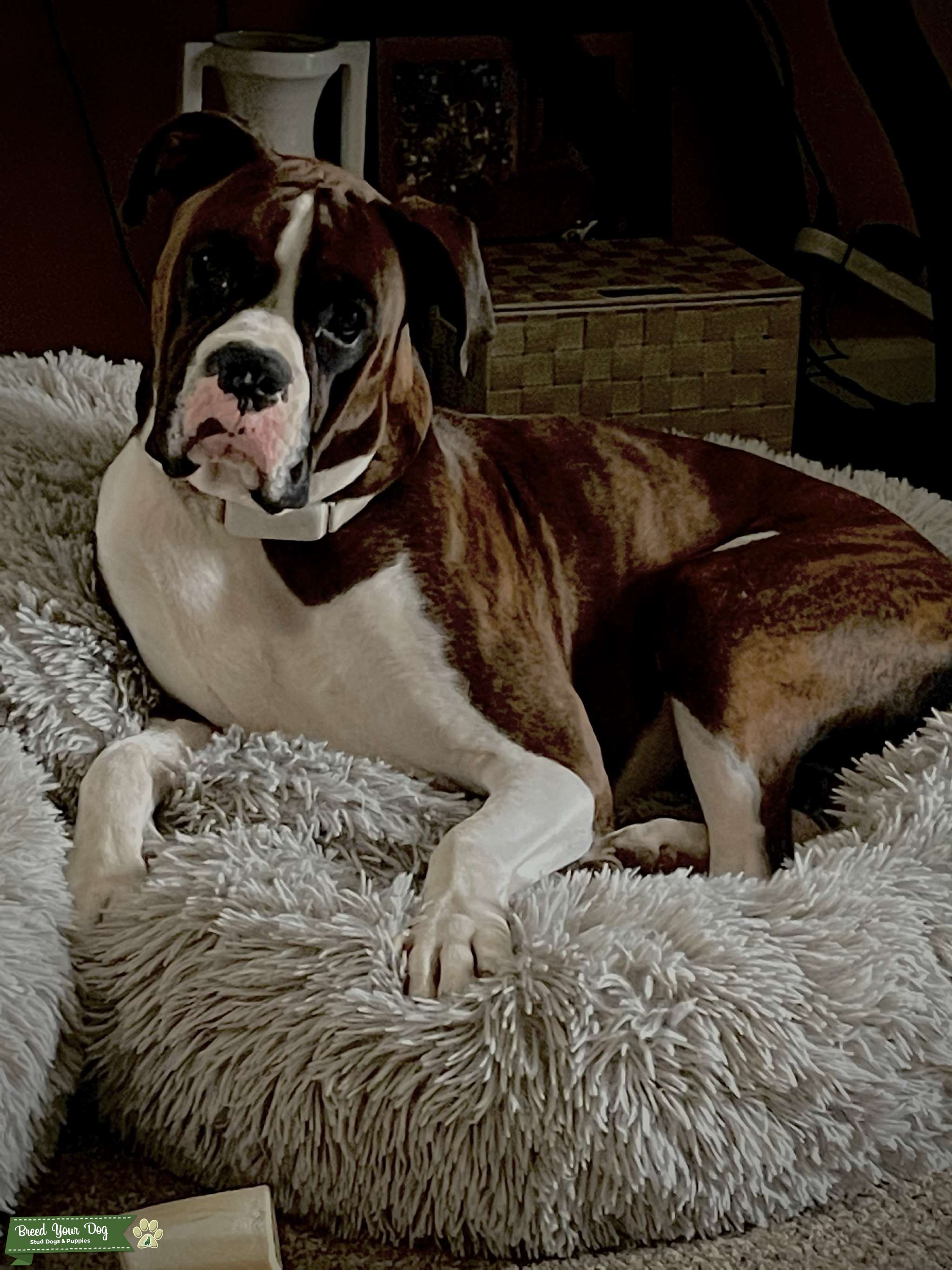 AKC Boxer Stud - Stud Dog in Maryland , the United States | Breed Your Dog