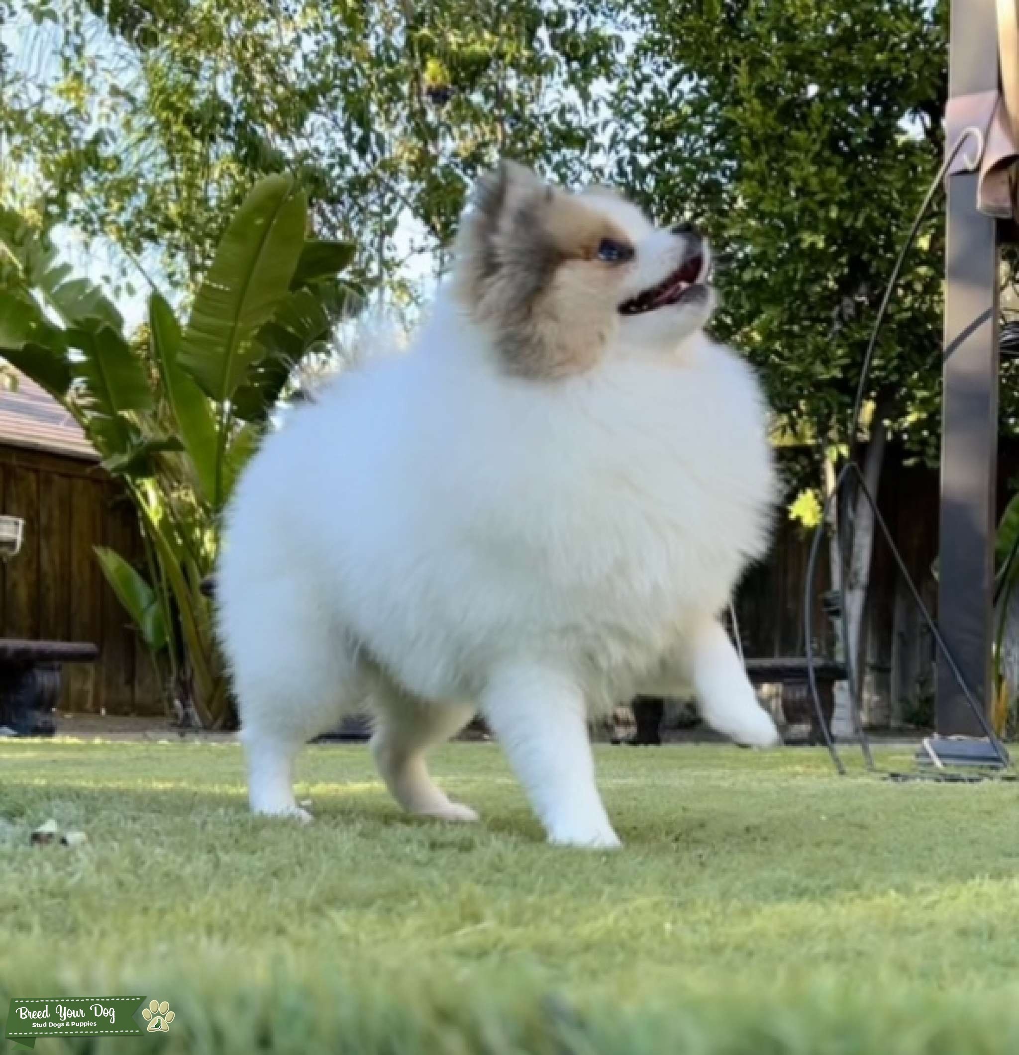 Pure Bred Male Pomeranian - Stud Dog in Riverside, California, the ...