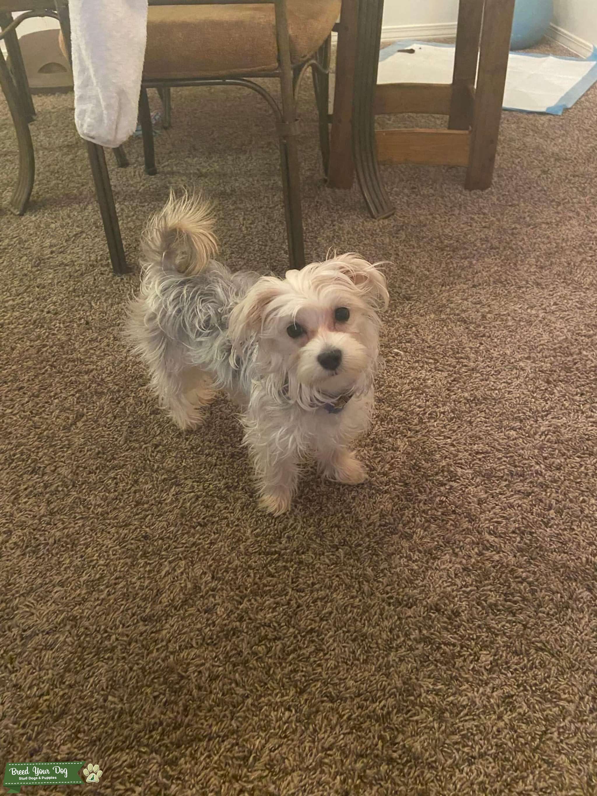 Silver Morkie - Stud Dog in Alabama, the United States | Breed Your Dog