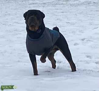 Full blooded Rottweiler - Stud Dog in Illinois, the United States ...