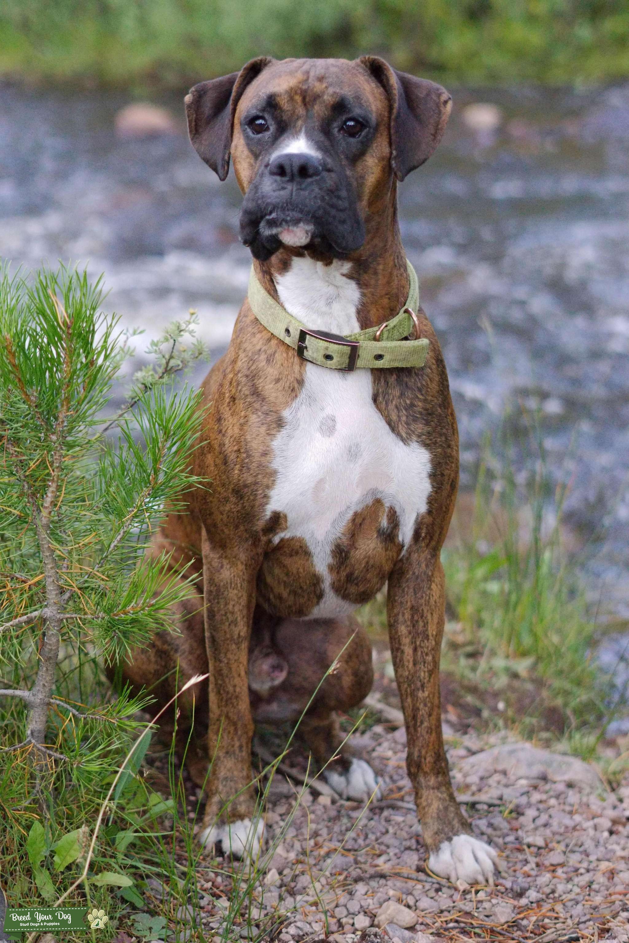 Proven Brindle Boxer - Stud Dog in Utah, the United States | Breed Your Dog