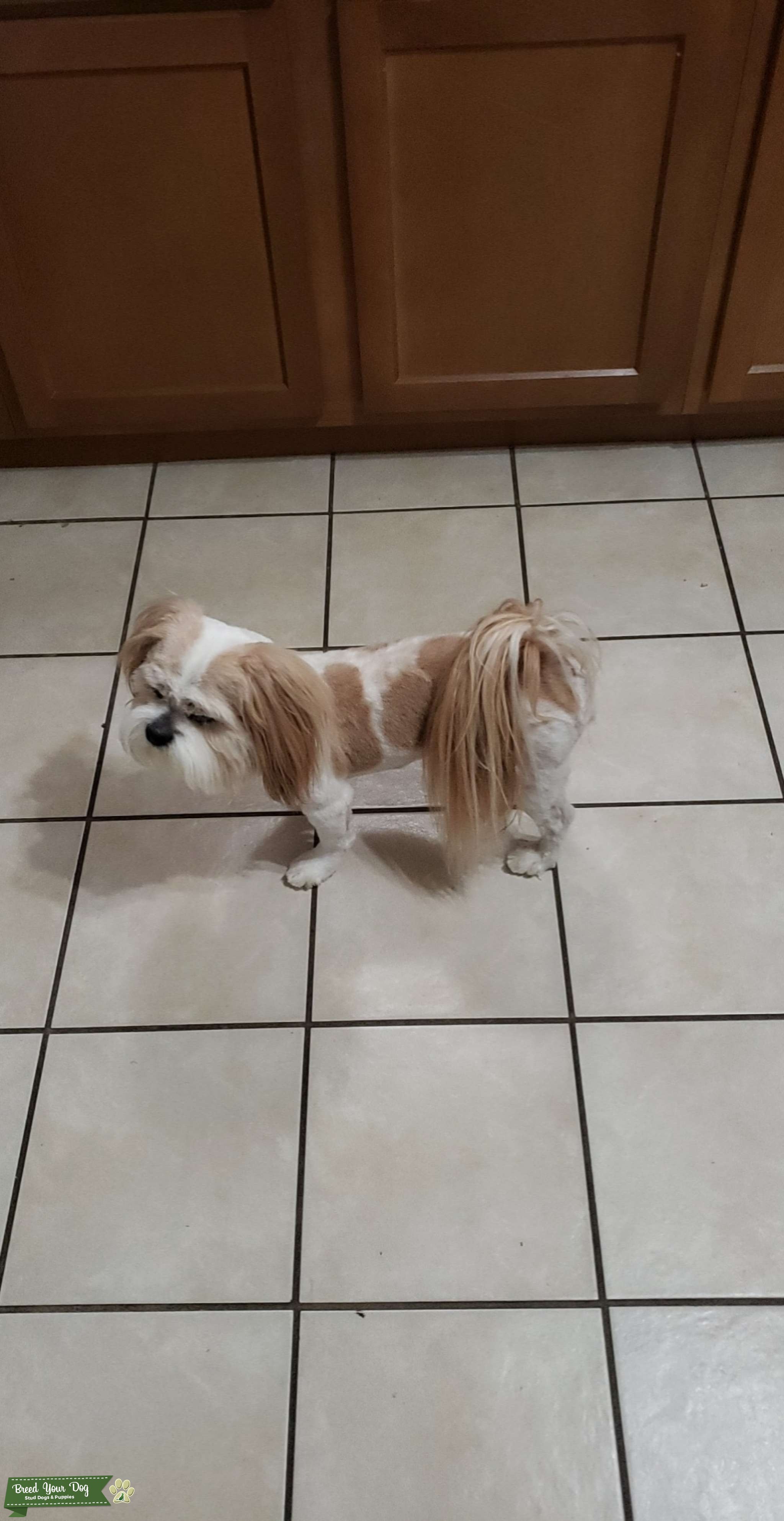 White and Red Gold markings Lhasa Apso - Stud Dog in Illinois , United ...