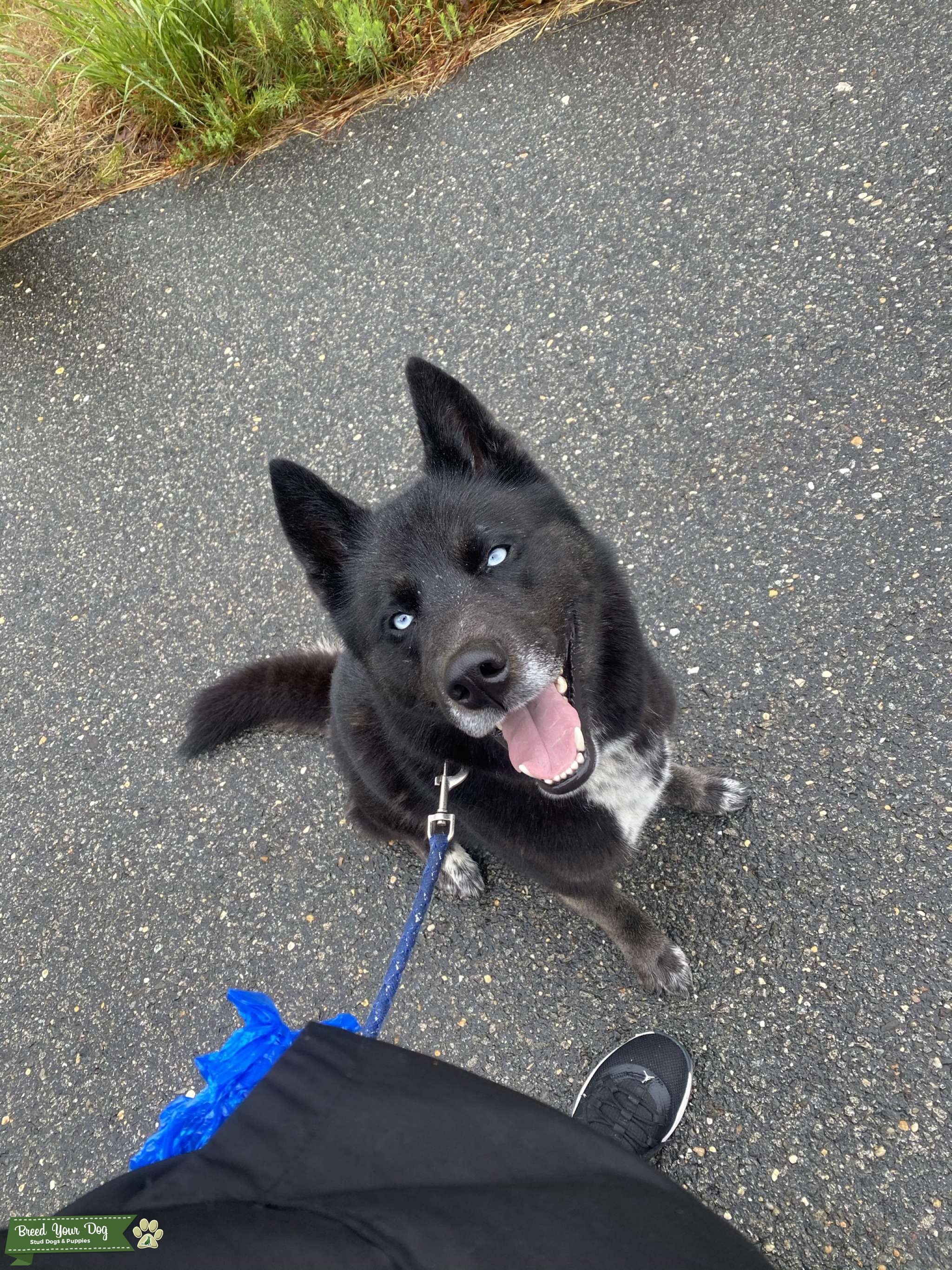 Purebred Black Siberian Husky - Stud Dog in New Jersey , the United ...