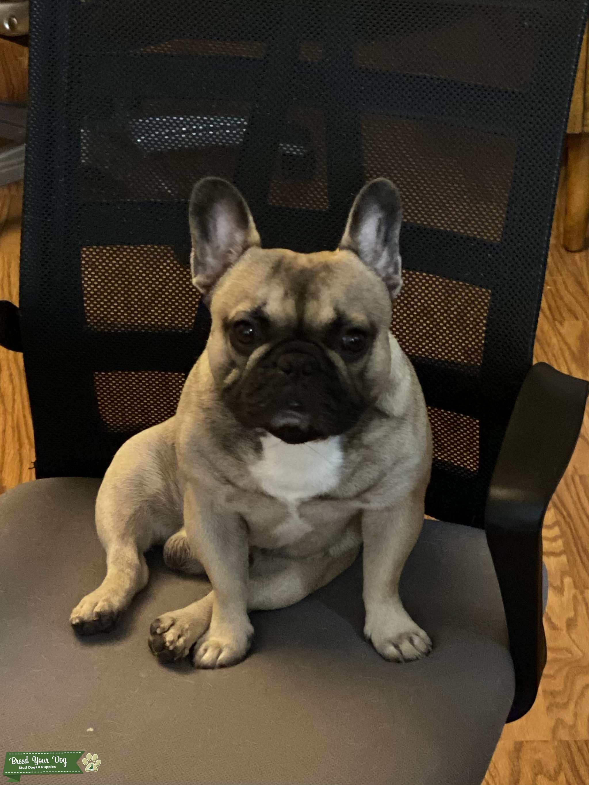 Toy Frenchie Stud - Stud Dog in San Clemente Ca , United States | Breed ...