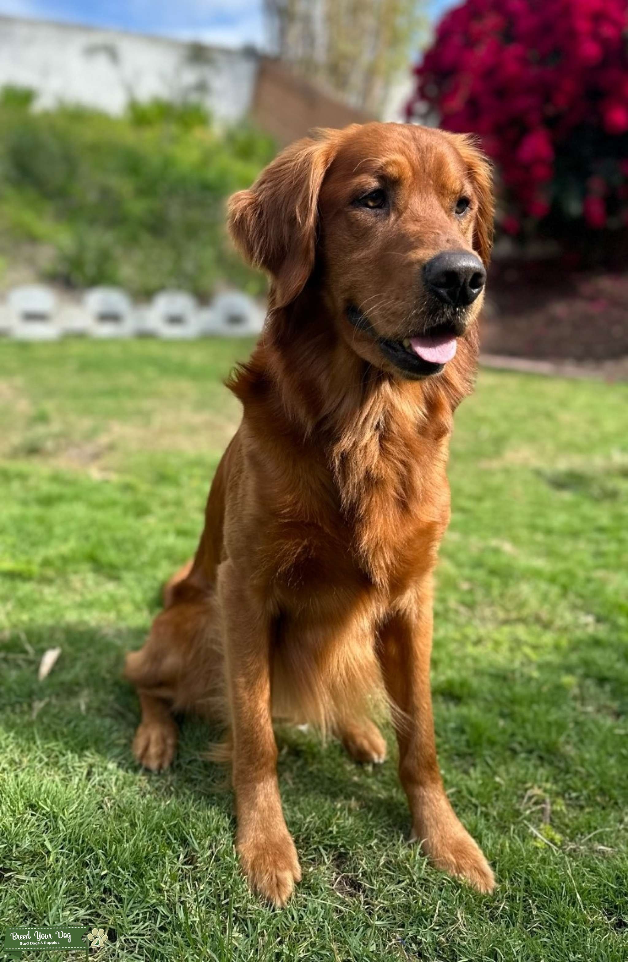 Field Coat Golden Retriever with OFA CHIC - Stud Dog in California ...