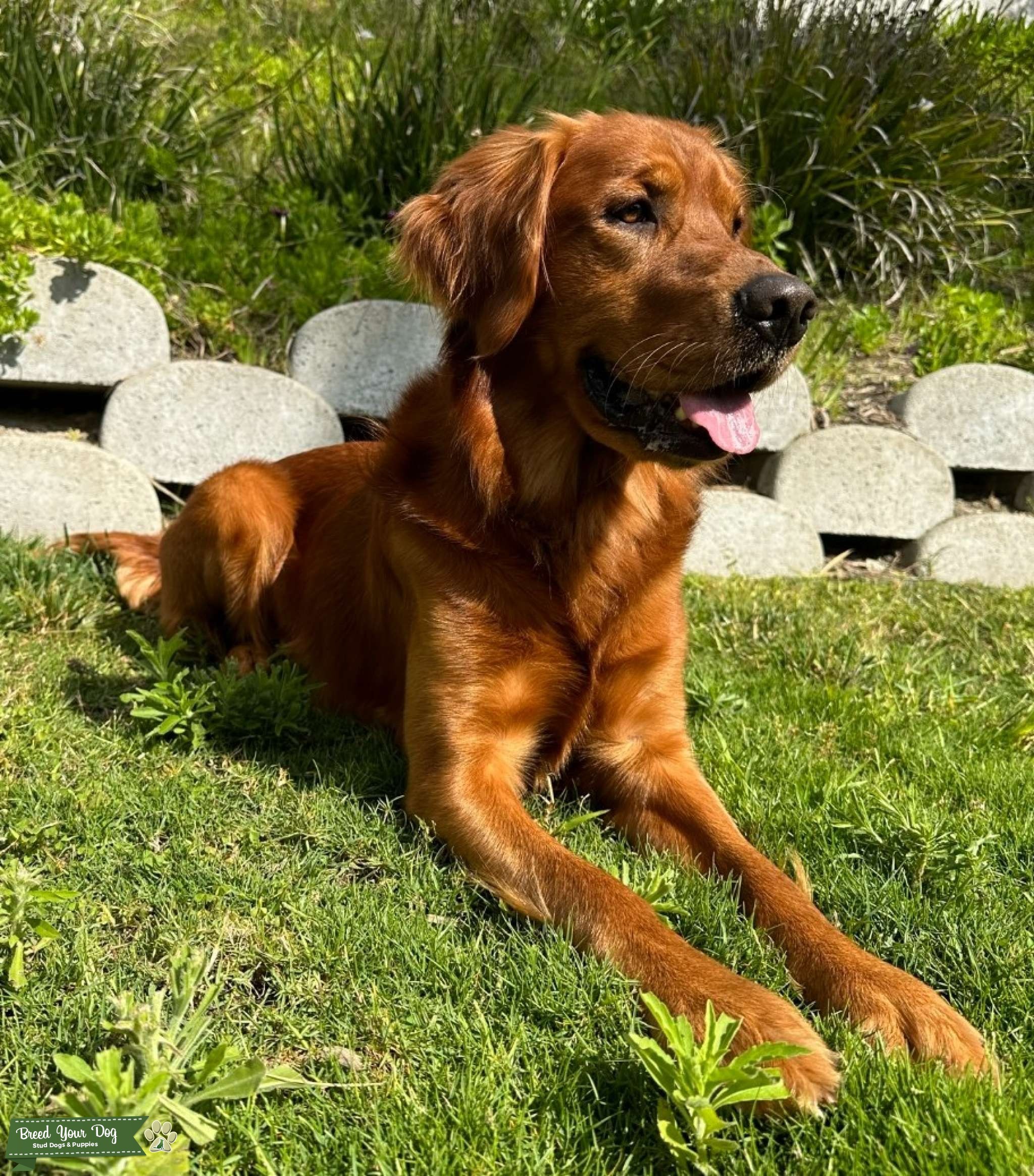 Field Coat Golden Retriever with OFA CHIC - Stud Dog in California ...