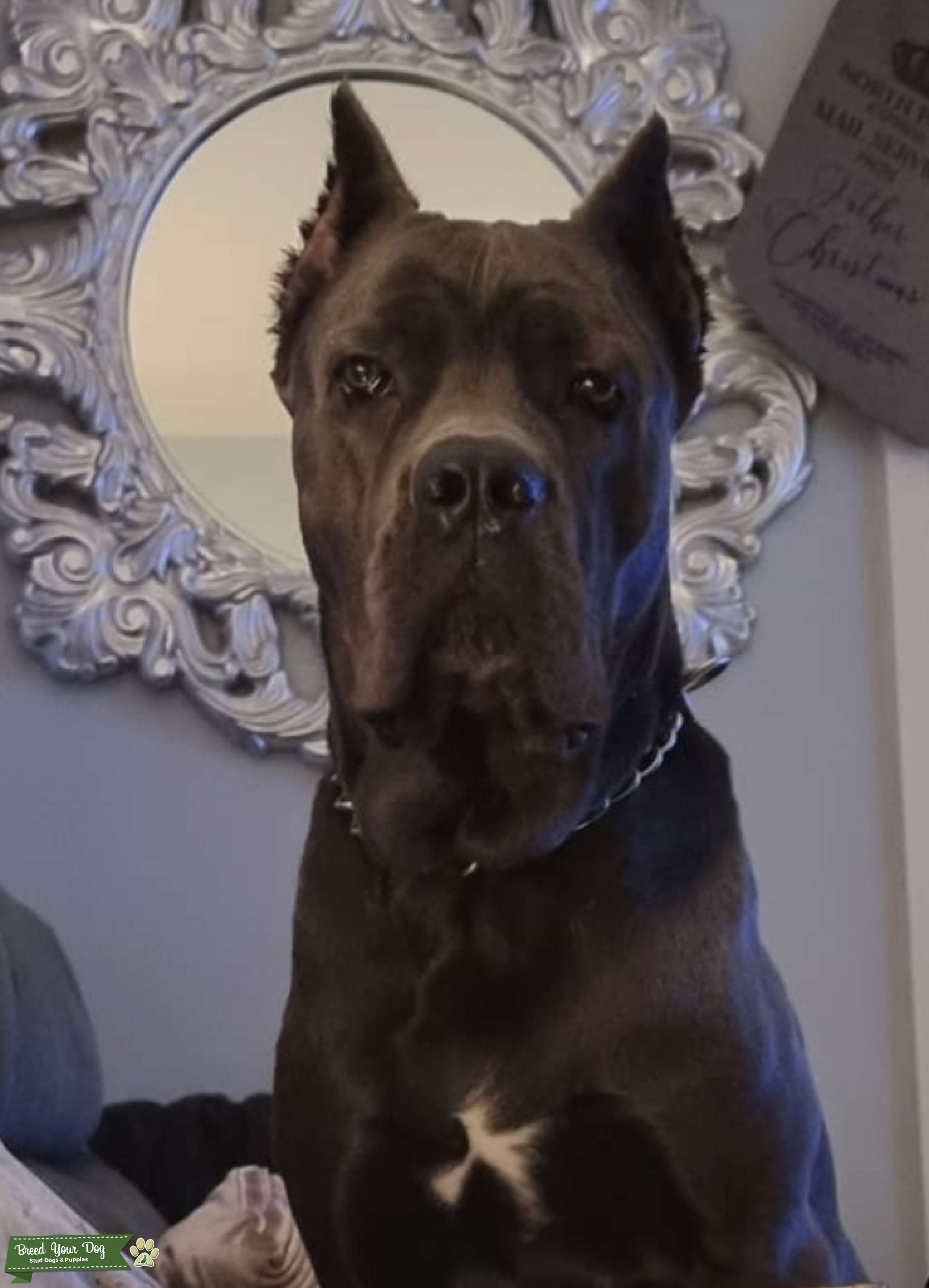 Blue Cane Corso - Stud Dog in Surrey, United States | Breed Your Dog