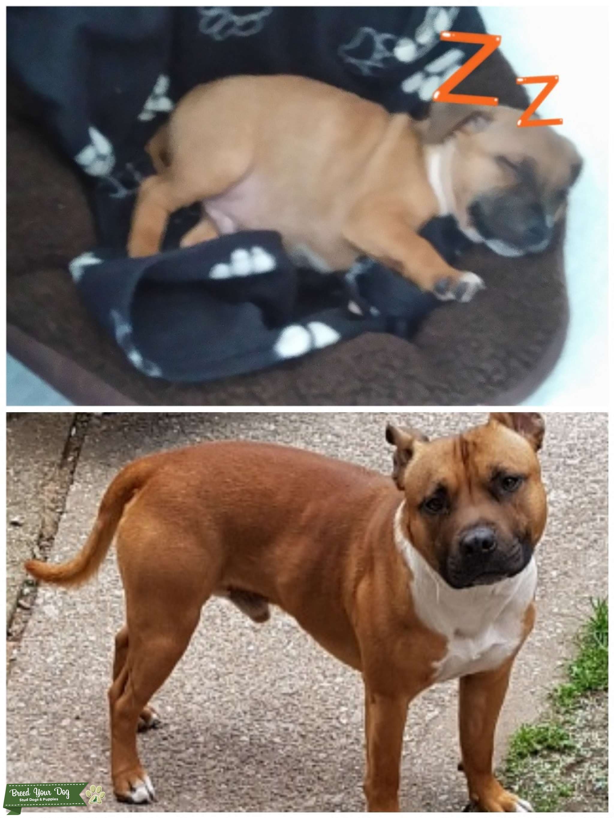 Red Staffordshire Bull Terrier - Stud Dog in Nottinghamshire, the ...