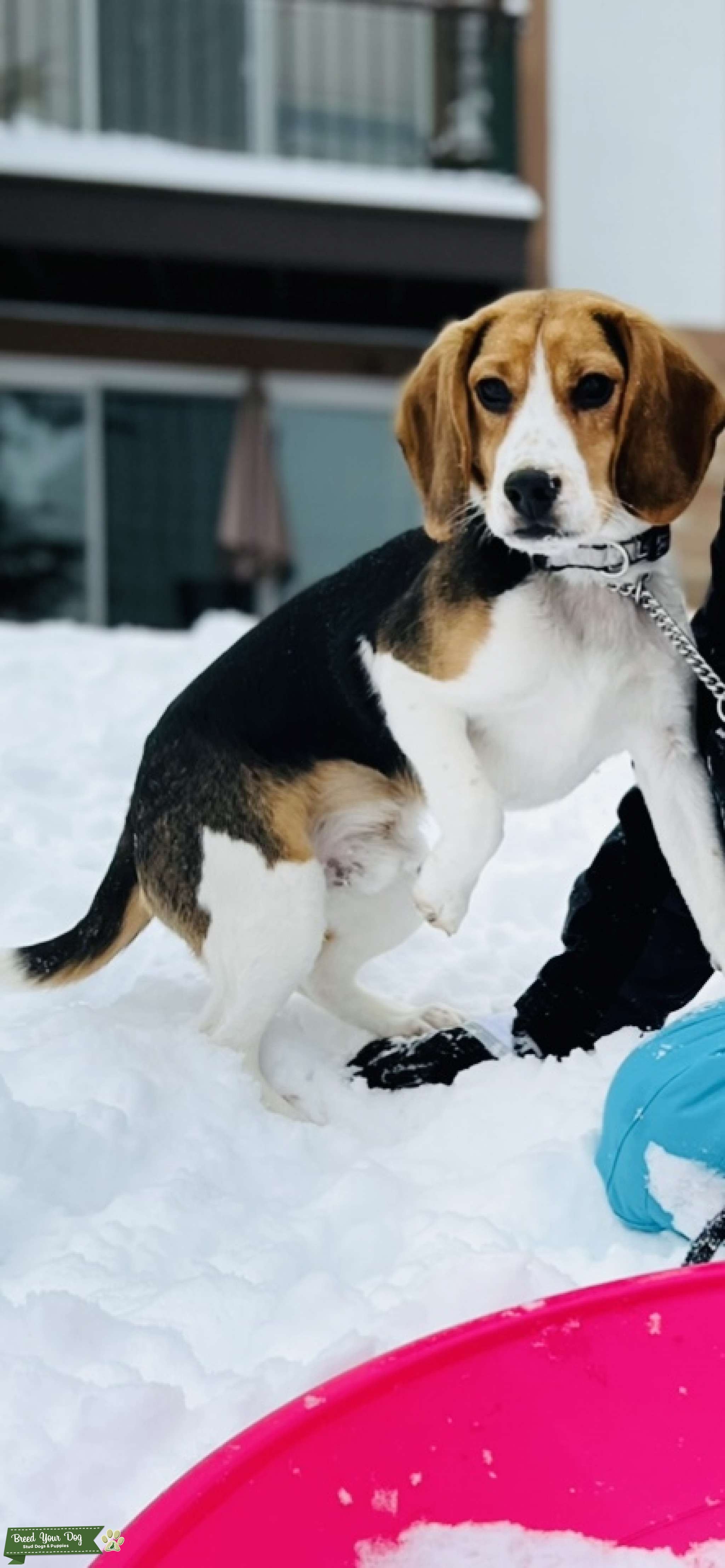 Pure bred beagle - Stud Dog in Westmont, the United States | Breed Your Dog
