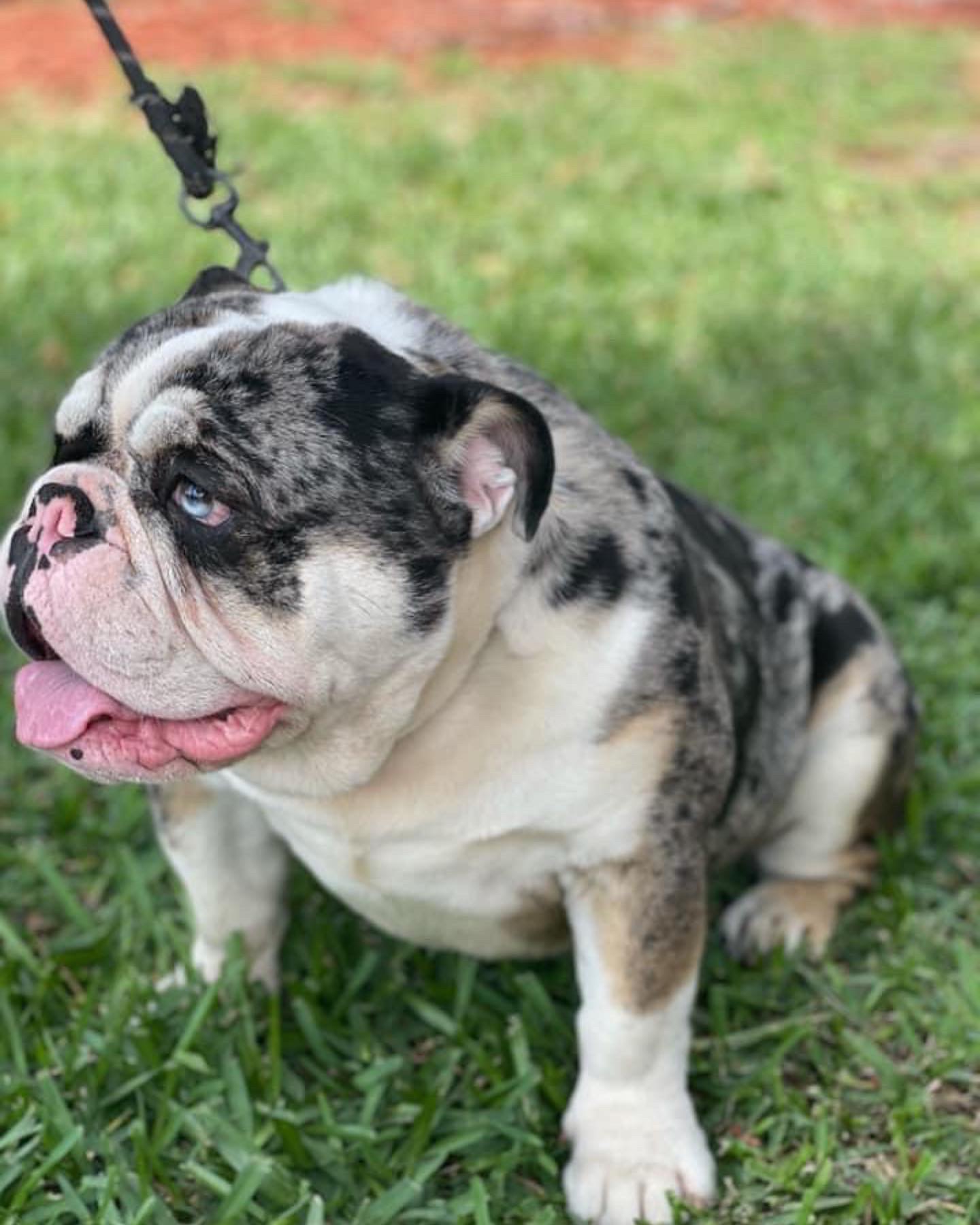 Blue tri Merle - Stud Dog in South Florida / Miramar , United States ...