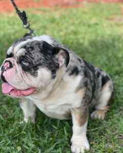 Blue tri Merle - Stud Dog in South Florida / Miramar , the United ...