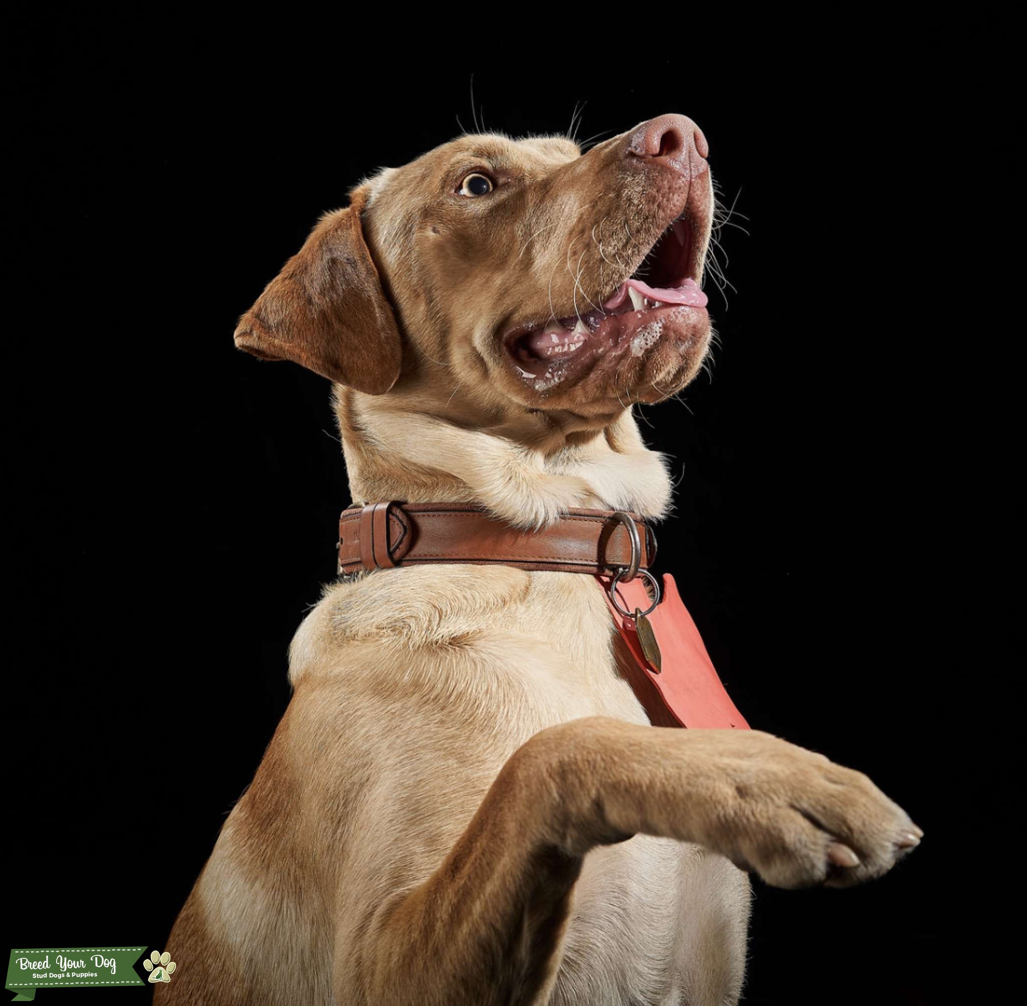 American Yellow Labrador Retriever Stud - Stud Dog in San Diego ...