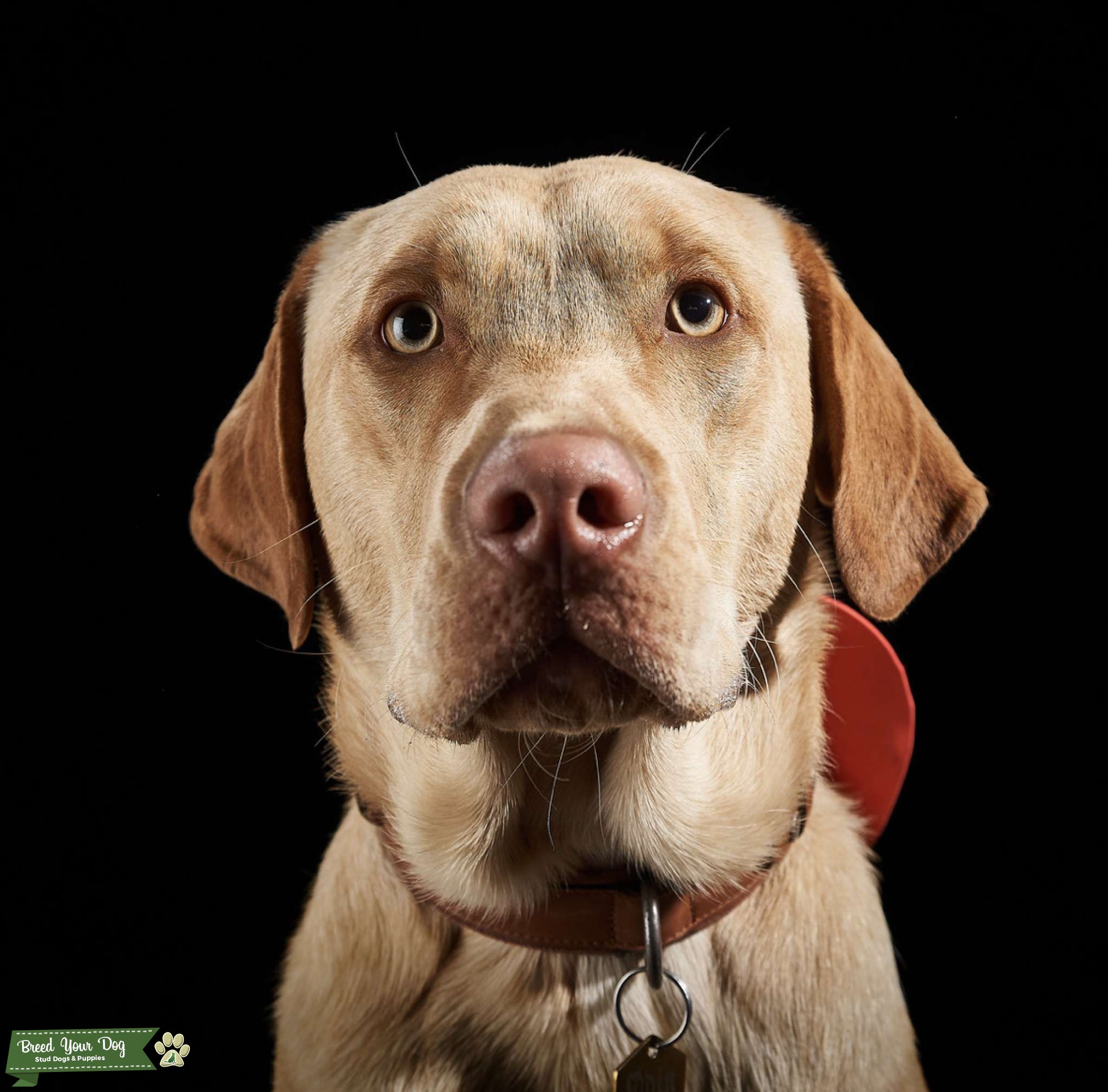 American Yellow Labrador Retriever Stud - Stud Dog in San Diego ...