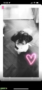 Stud Dogs and Puppies | Find a Stud Dog | Breed Your Dog