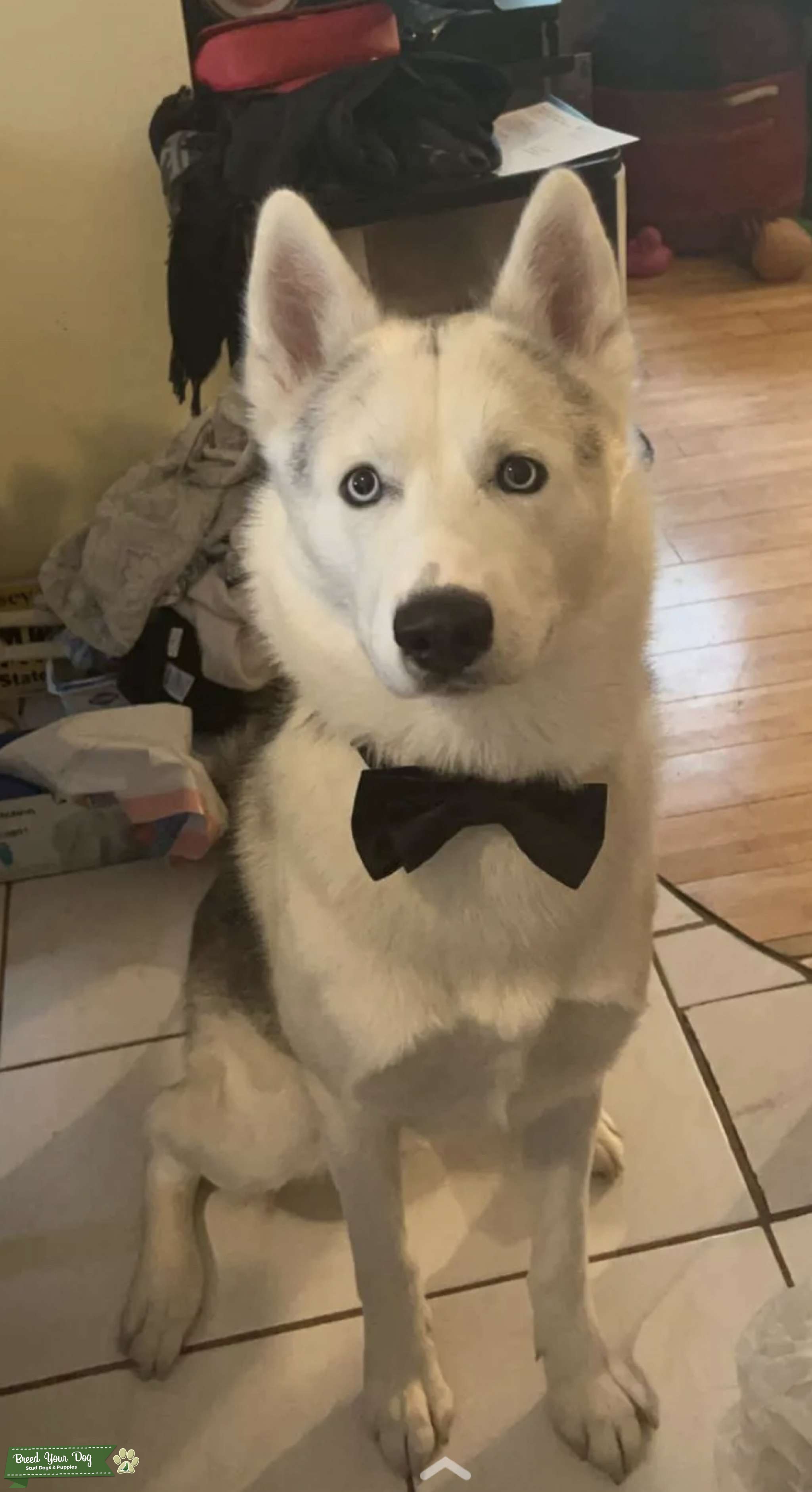 Handsome Siberian Husky Stud - Stud Dog in New Jersey , the United ...