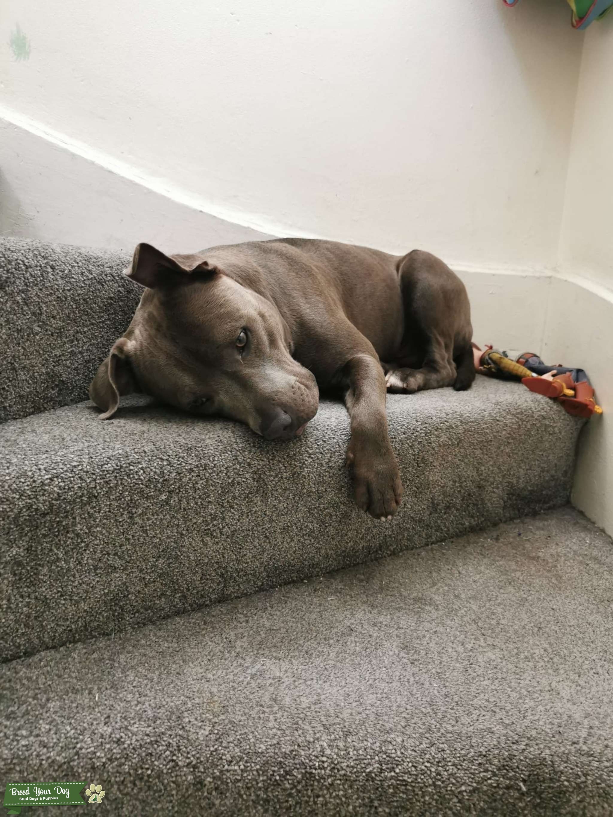 Thicc Blue staffy to stud - Stud Dog in Middlesex, the United States ...