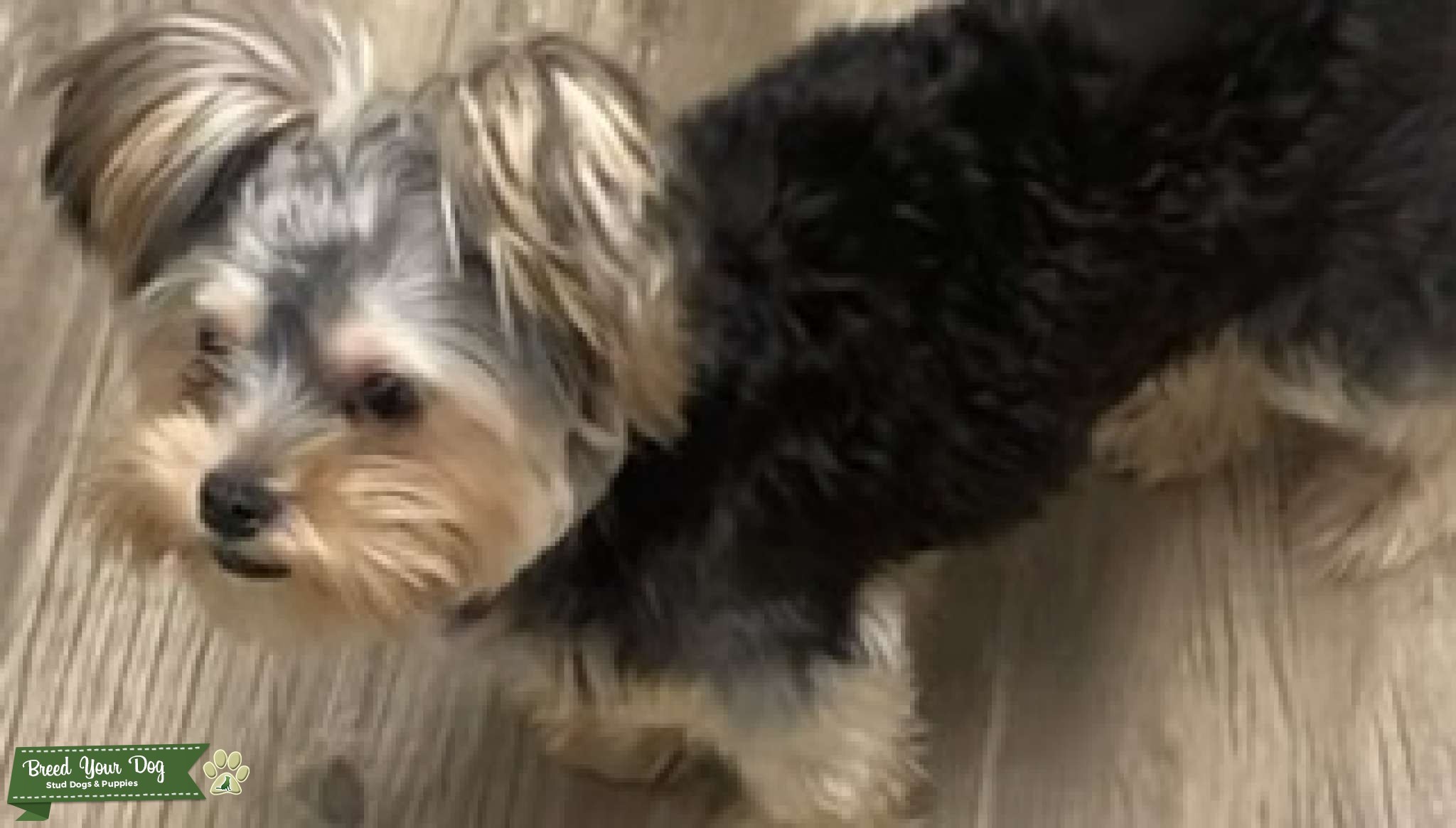 Male stud - Stud Dog Florida - Breed Your Dog