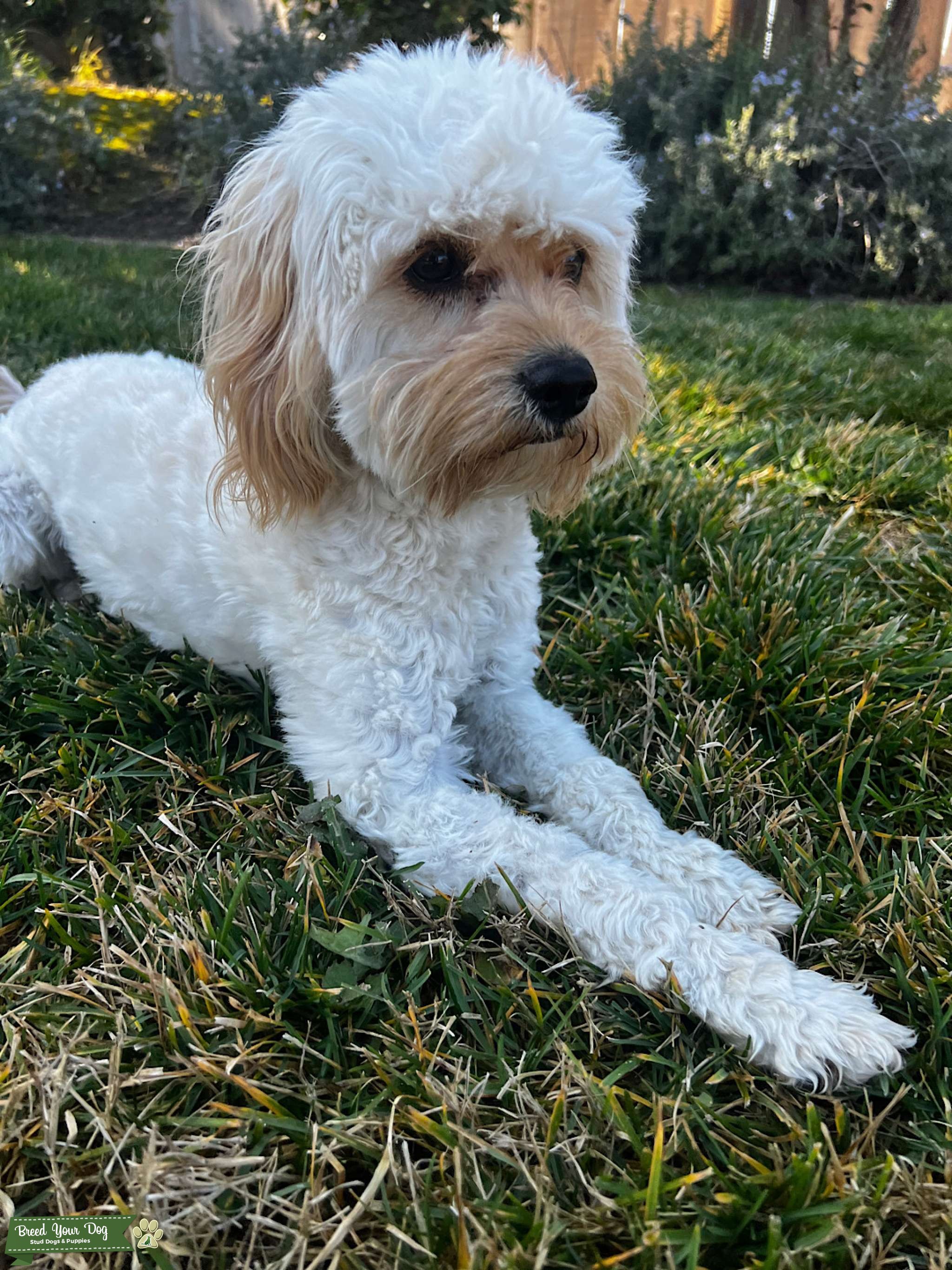 Beige/Tan/Cream coated Cockapoo Female - Stud Dog in Arizona, the ...