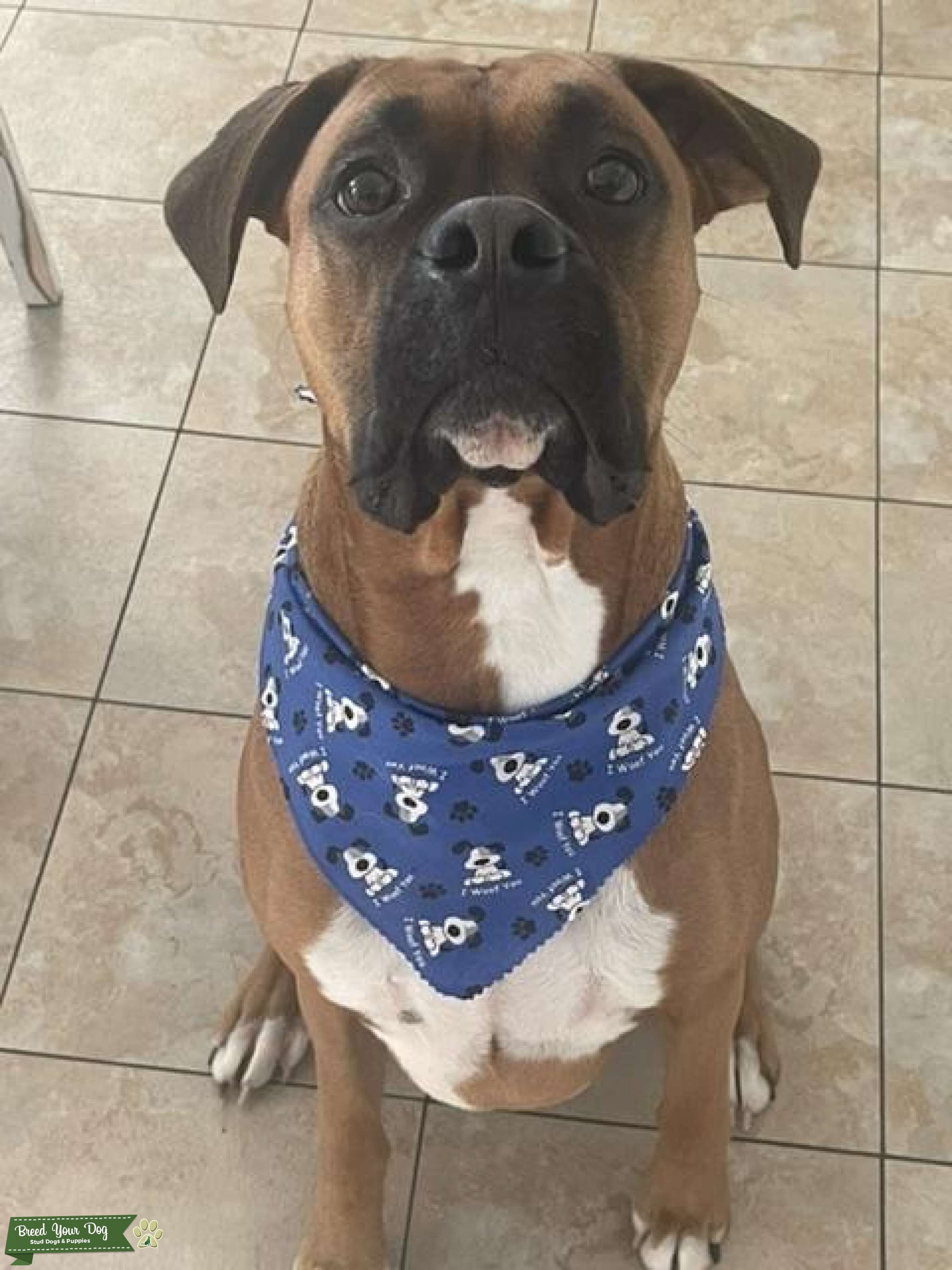 Stud - Stud Dog in Pa, the United States | Breed Your Dog