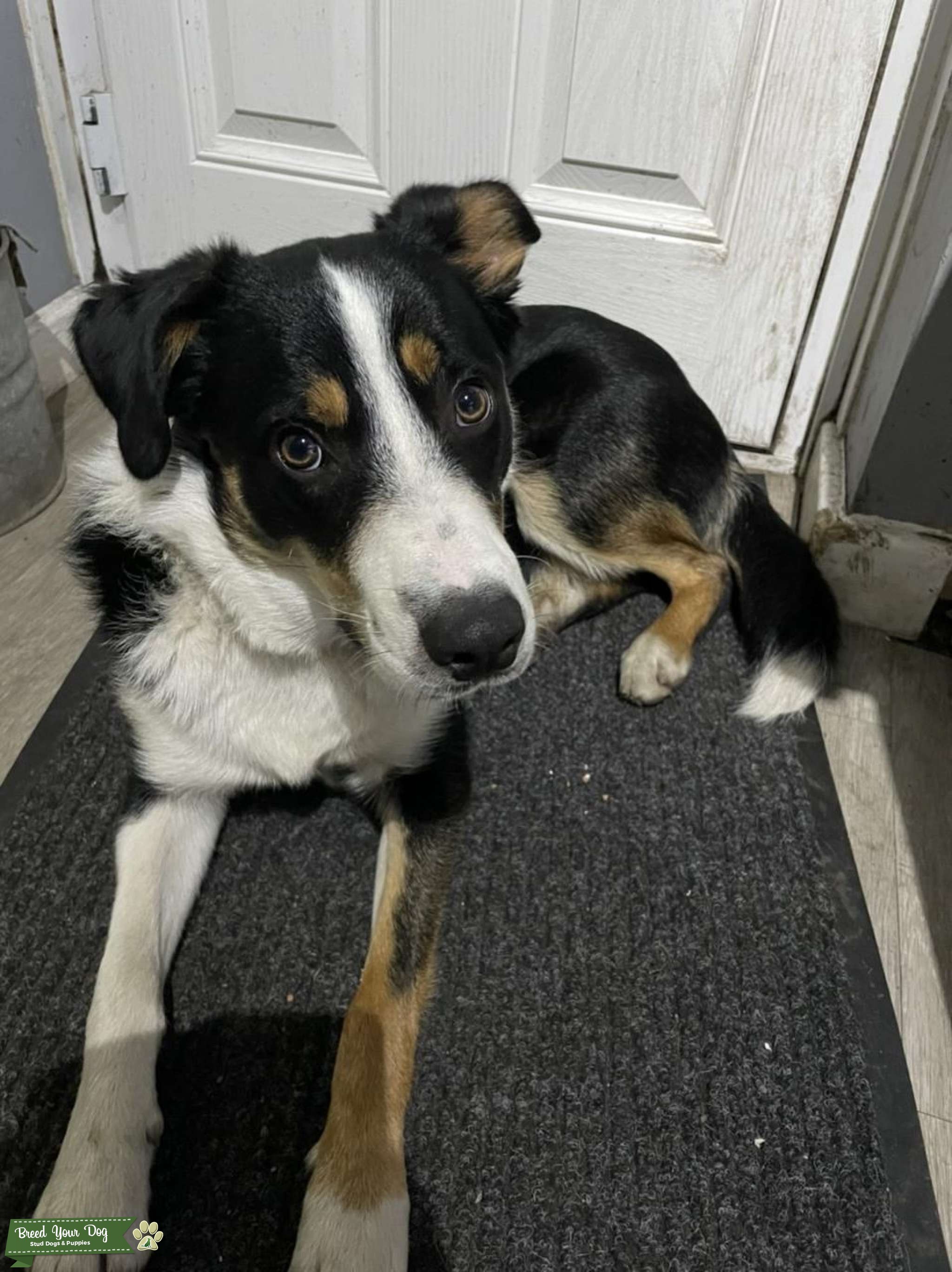 Border collie tri colour - Stud Dog in Greater Manchester , the United ...