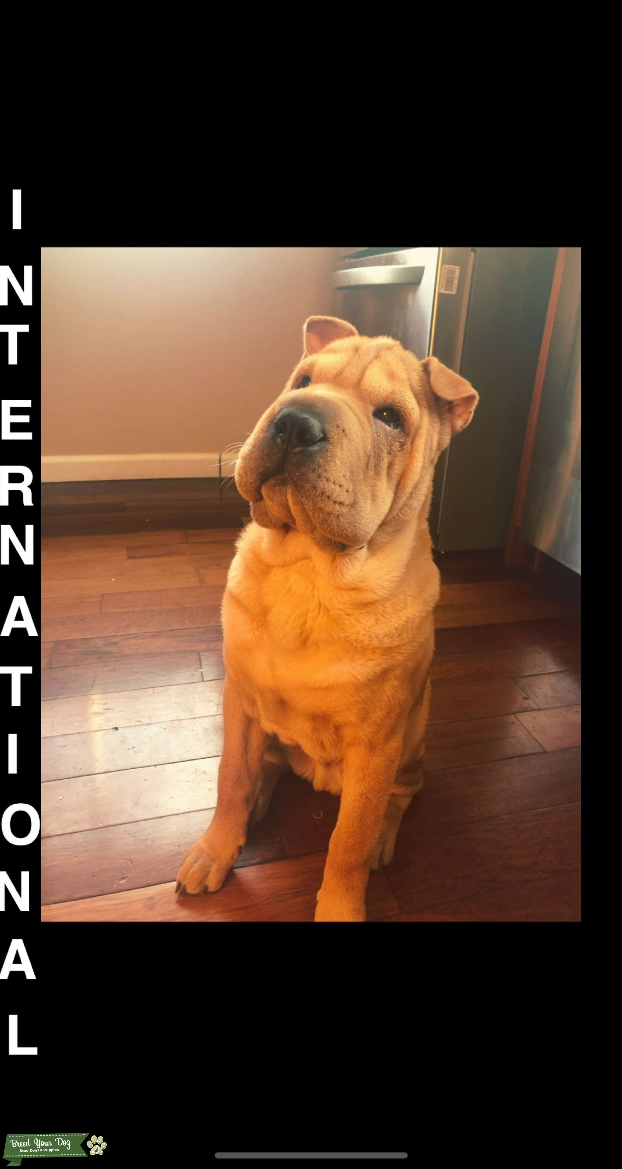 Pure bred Chinese Sharpei - Stud Dog in California , the United States ...