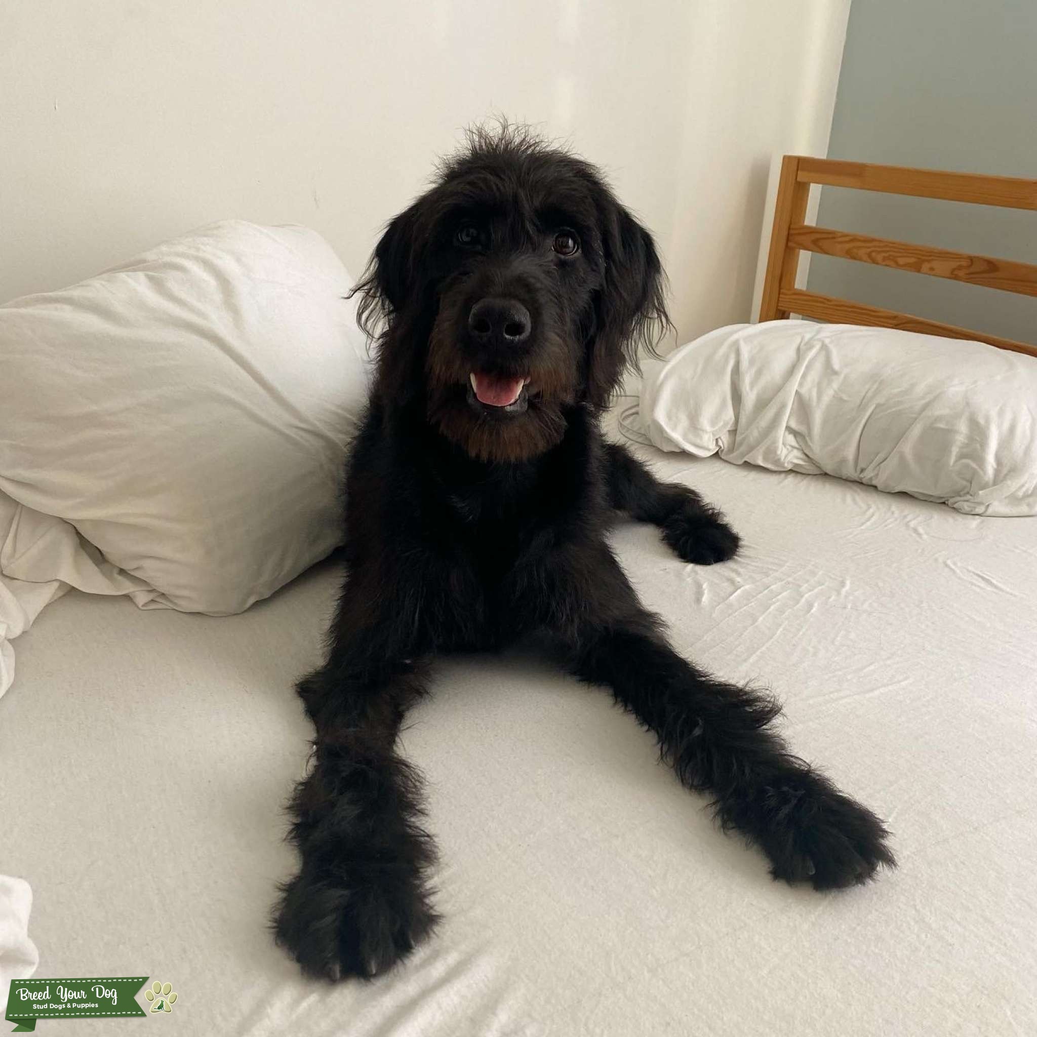 Black F1A Labradoodle - Stud Dog in Montgomery County, the United ...