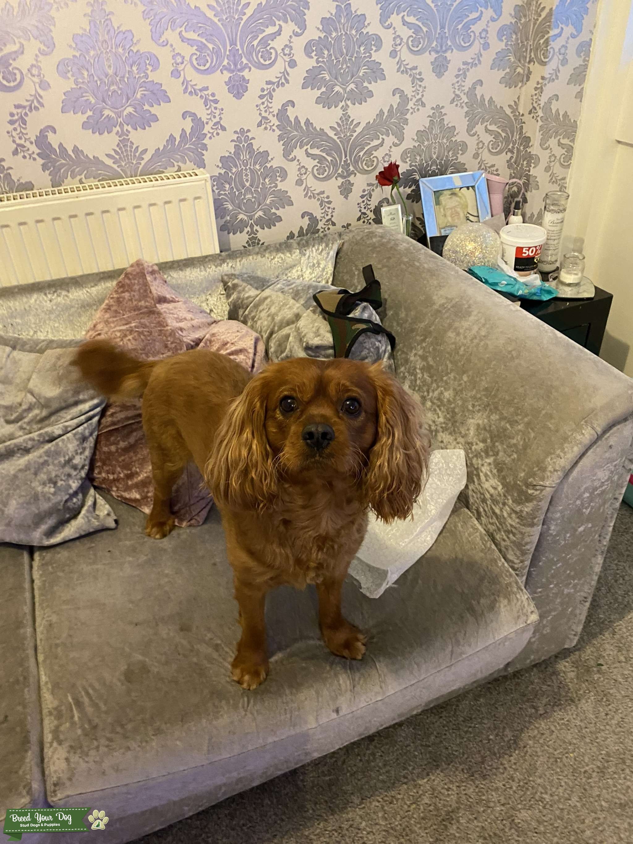 Cavapoo for stud - Stud Dog in Liverpool , the United States | Breed ...