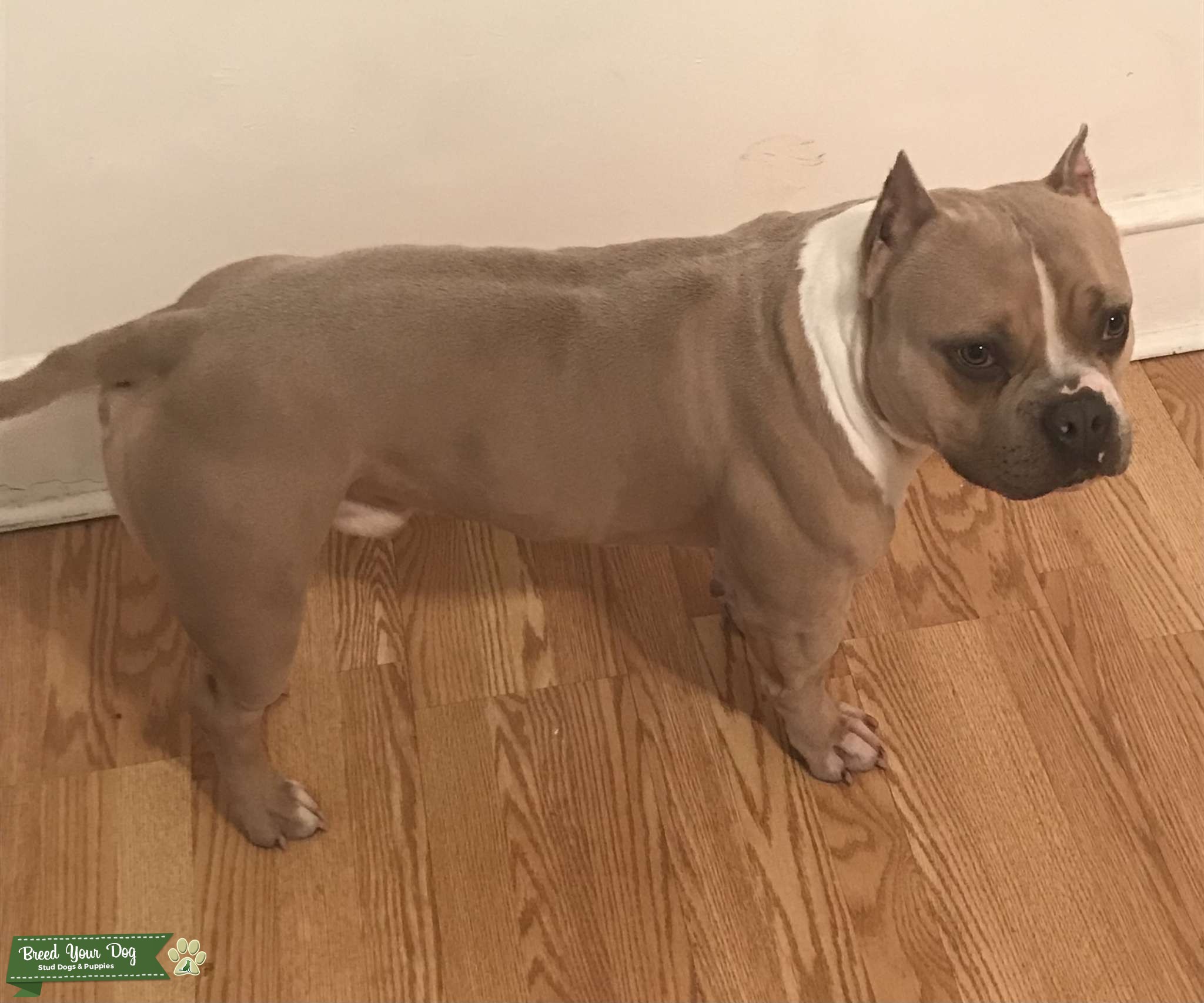 Tan And White American Bully XL Breed - Stud Dog Delaware - Breed Your Dog