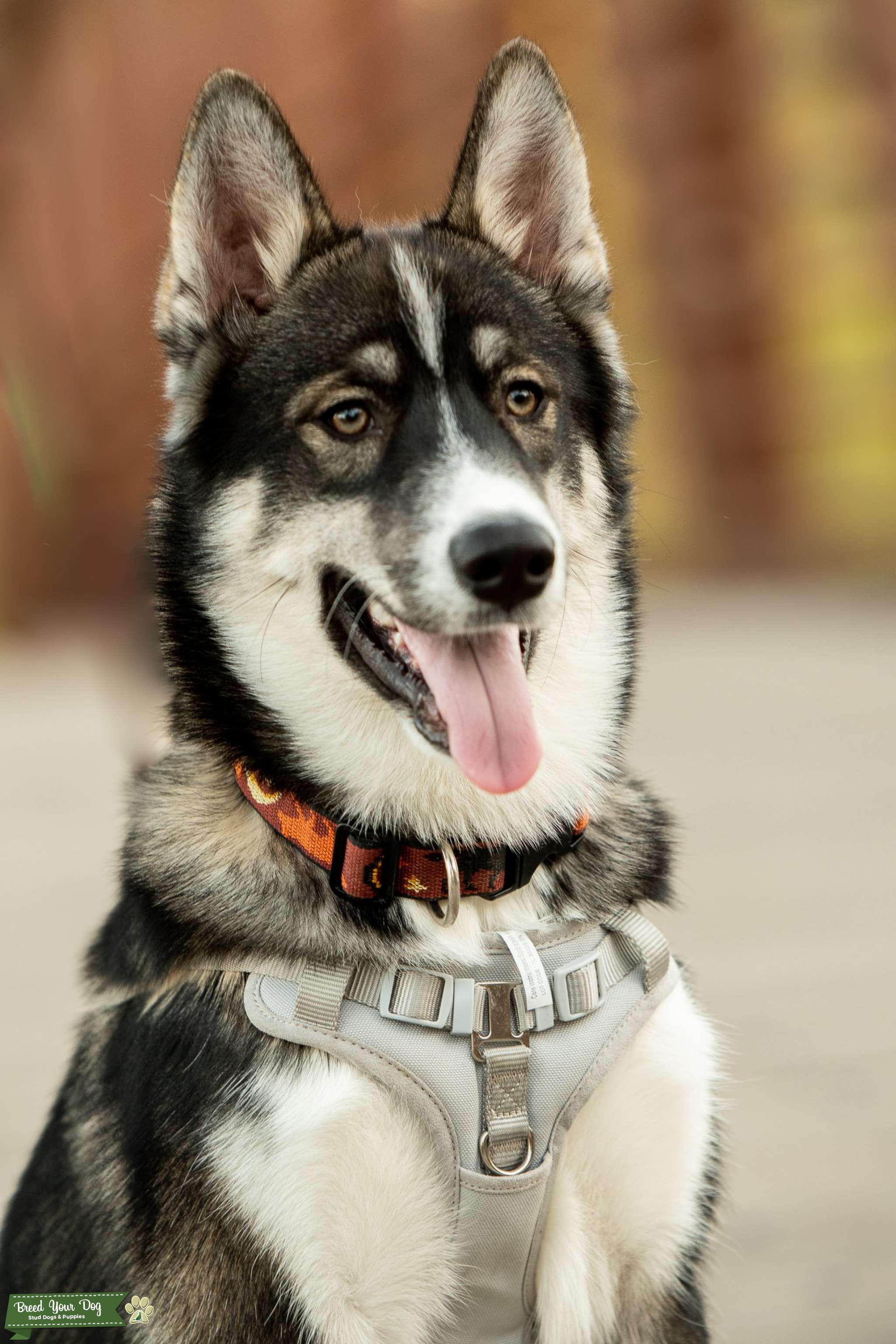 Agouti Siberian Husky Male - Stud Dog in ID, United States | Breed Your Dog