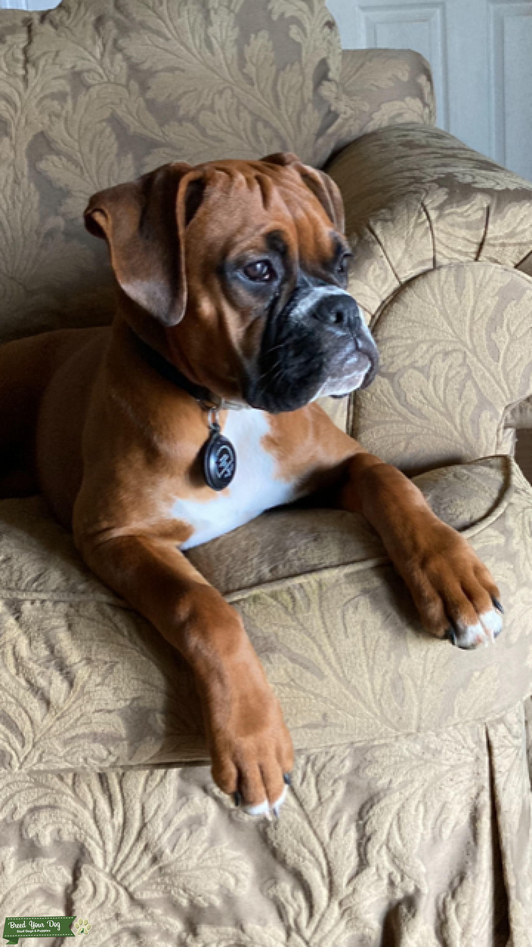 Need Boxer Stud - Stud Dog in Northeast , United States | Breed Your Dog
