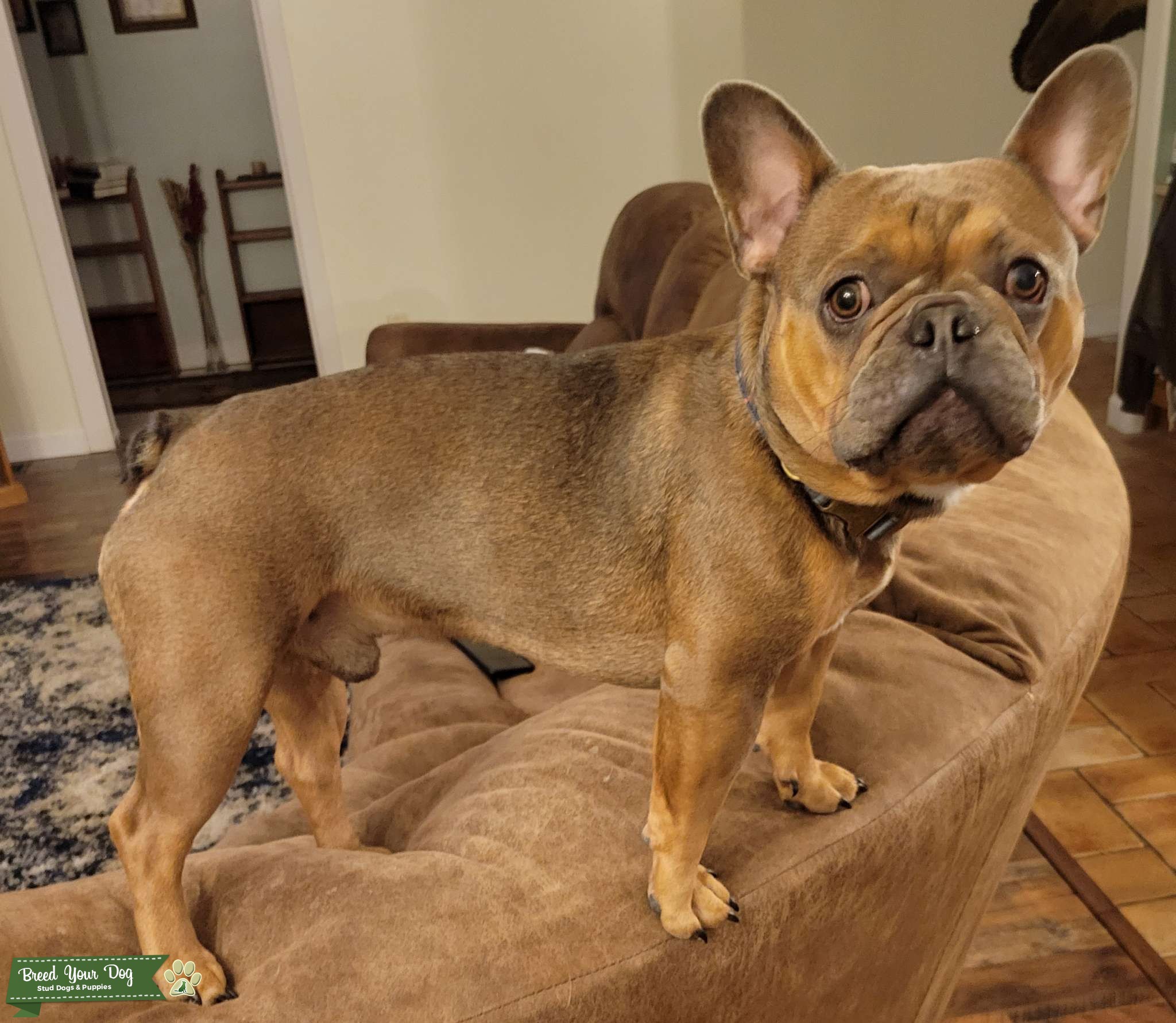 Blue Sable Frenchie with tan points - Stud Dog in Idaho, the United ...