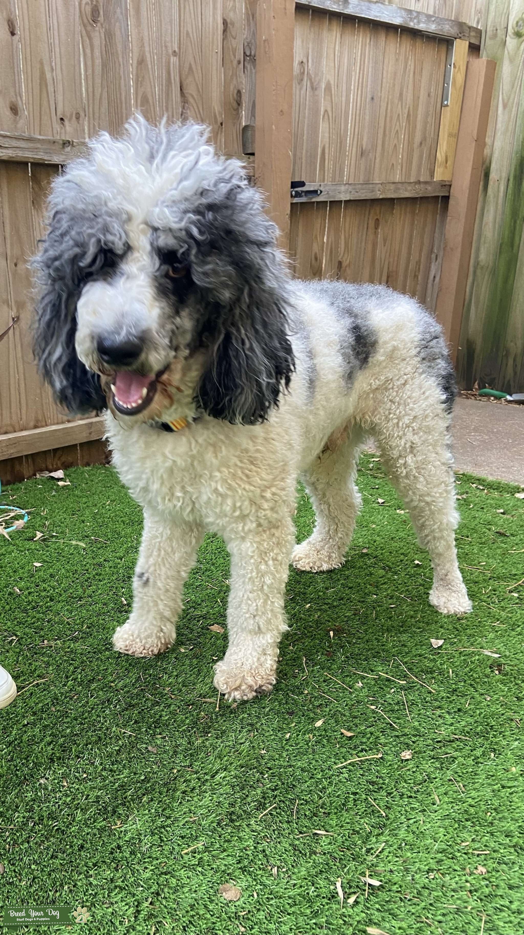 Standard Poodle Parti Merle Stud - Stud Dog in Oklahoma, the United ...