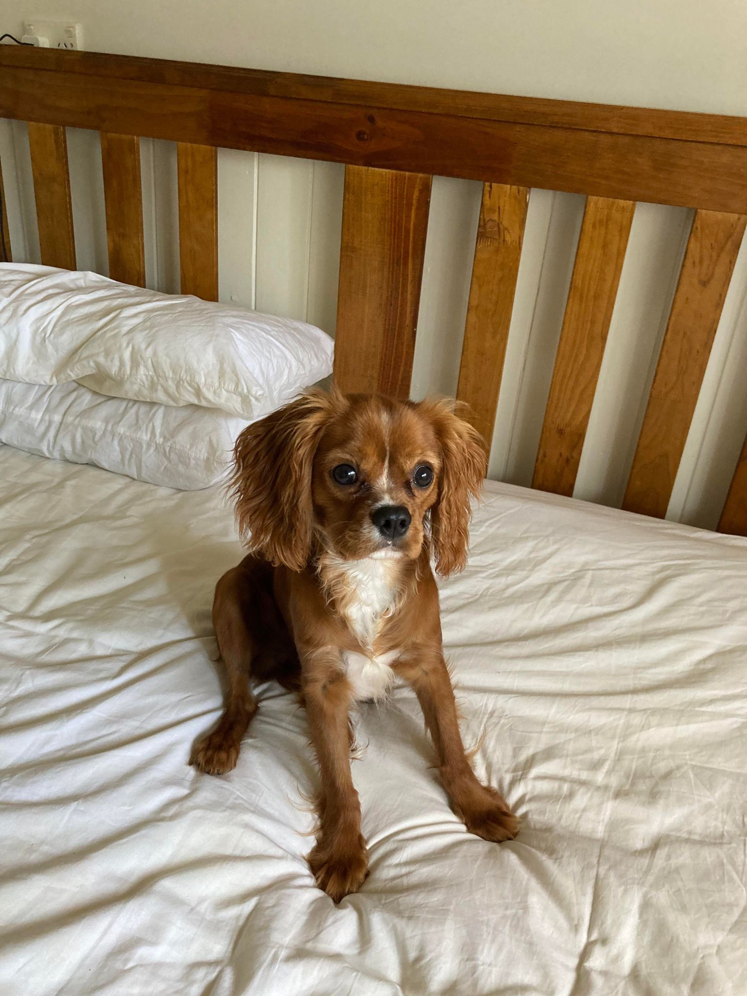 Handsome ruby cavalier - Stud Dog in NSW, Australia | Breed Your Dog