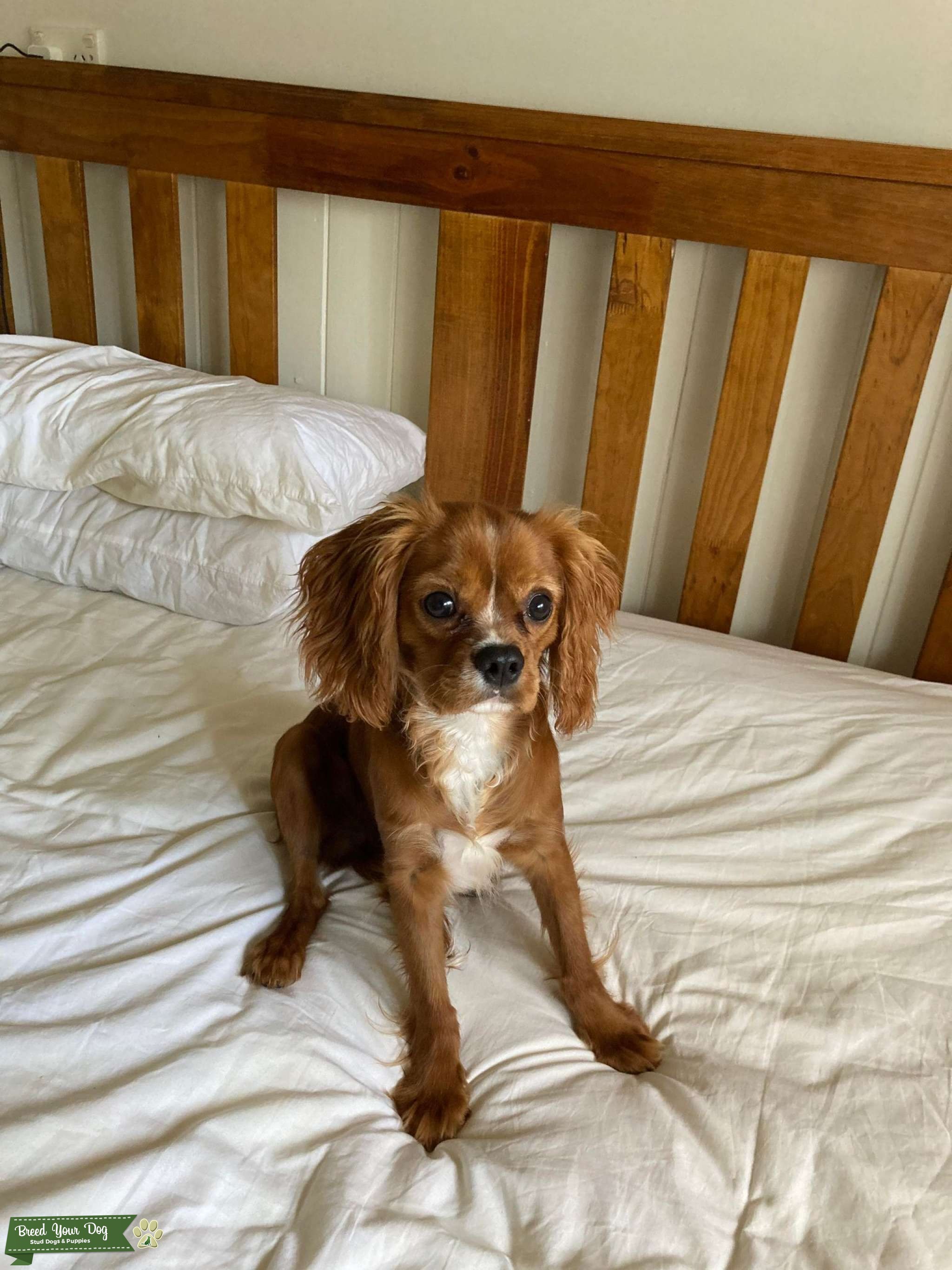 Handsome ruby cavalier - Stud Dog in NSW, Australia | Breed Your Dog