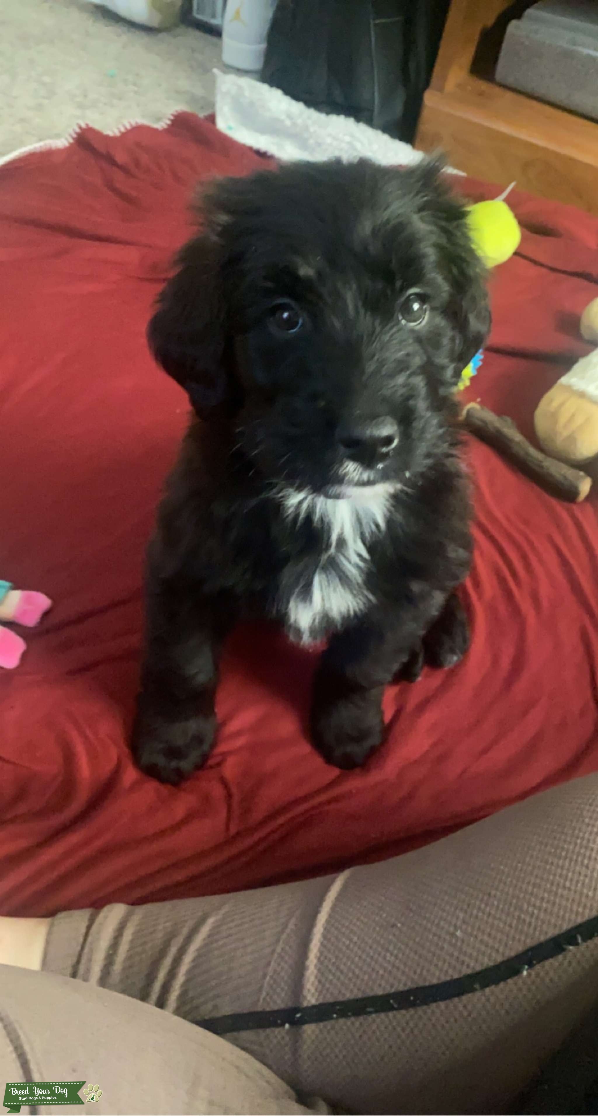 Colliedoodle - Stud Dog in Salem Virginia , the United States | Breed ...