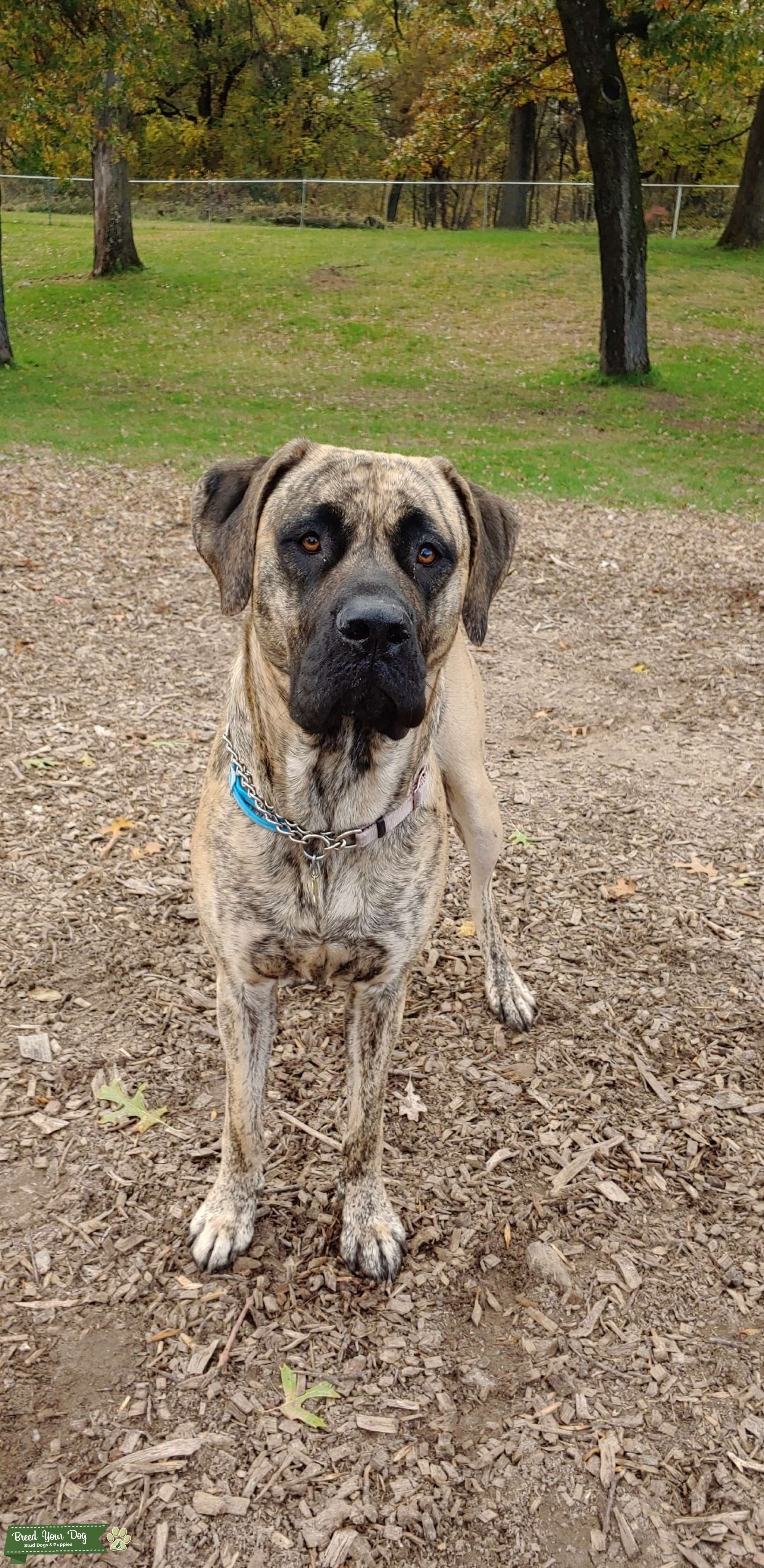 Brindle dane mastiff - Stud Dog in MN, United States | Breed Your Dog