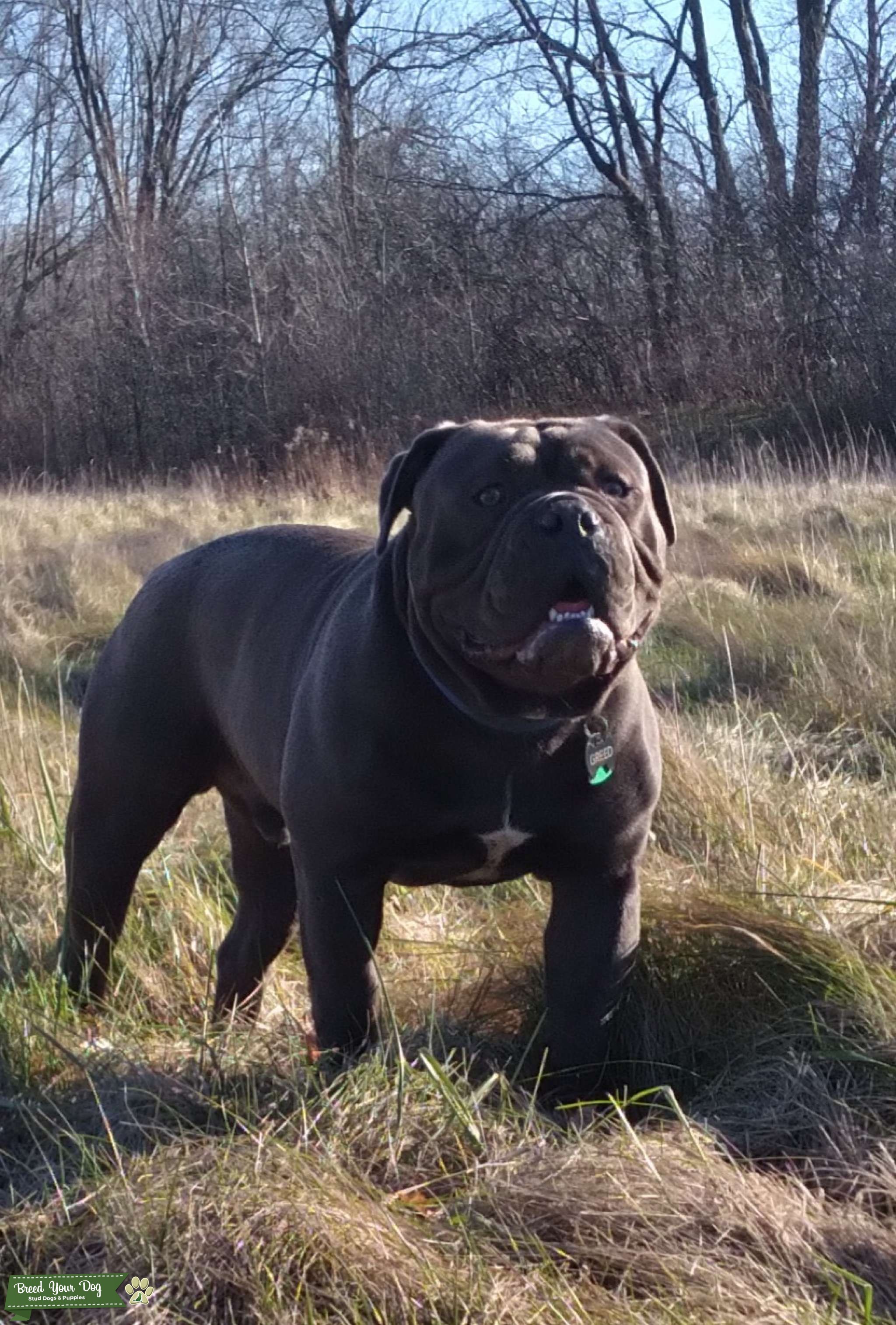 Blue Olde English Bulldogge